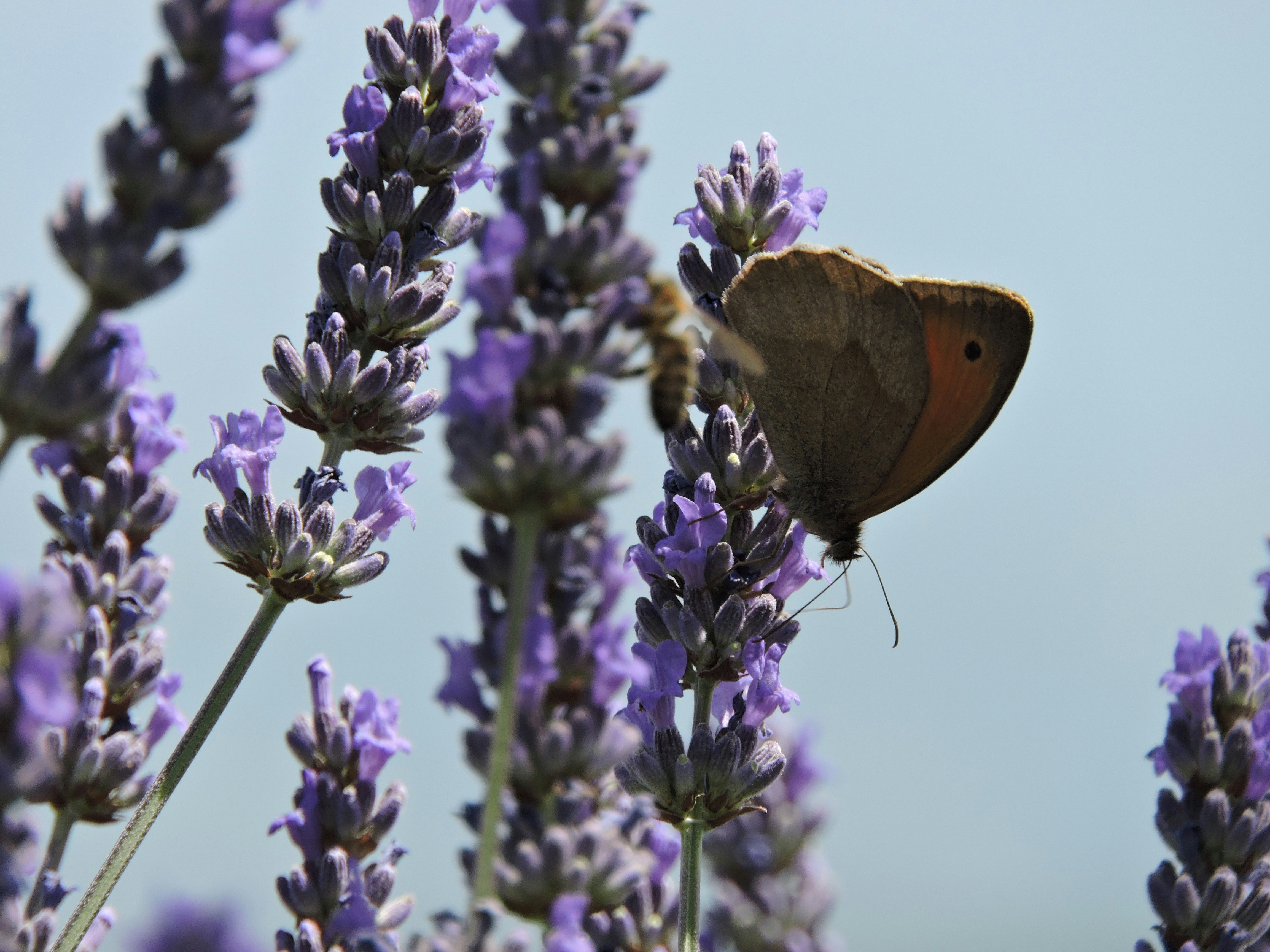 Butterfly on Lavender: A Quiet Moment in Violet Bloom