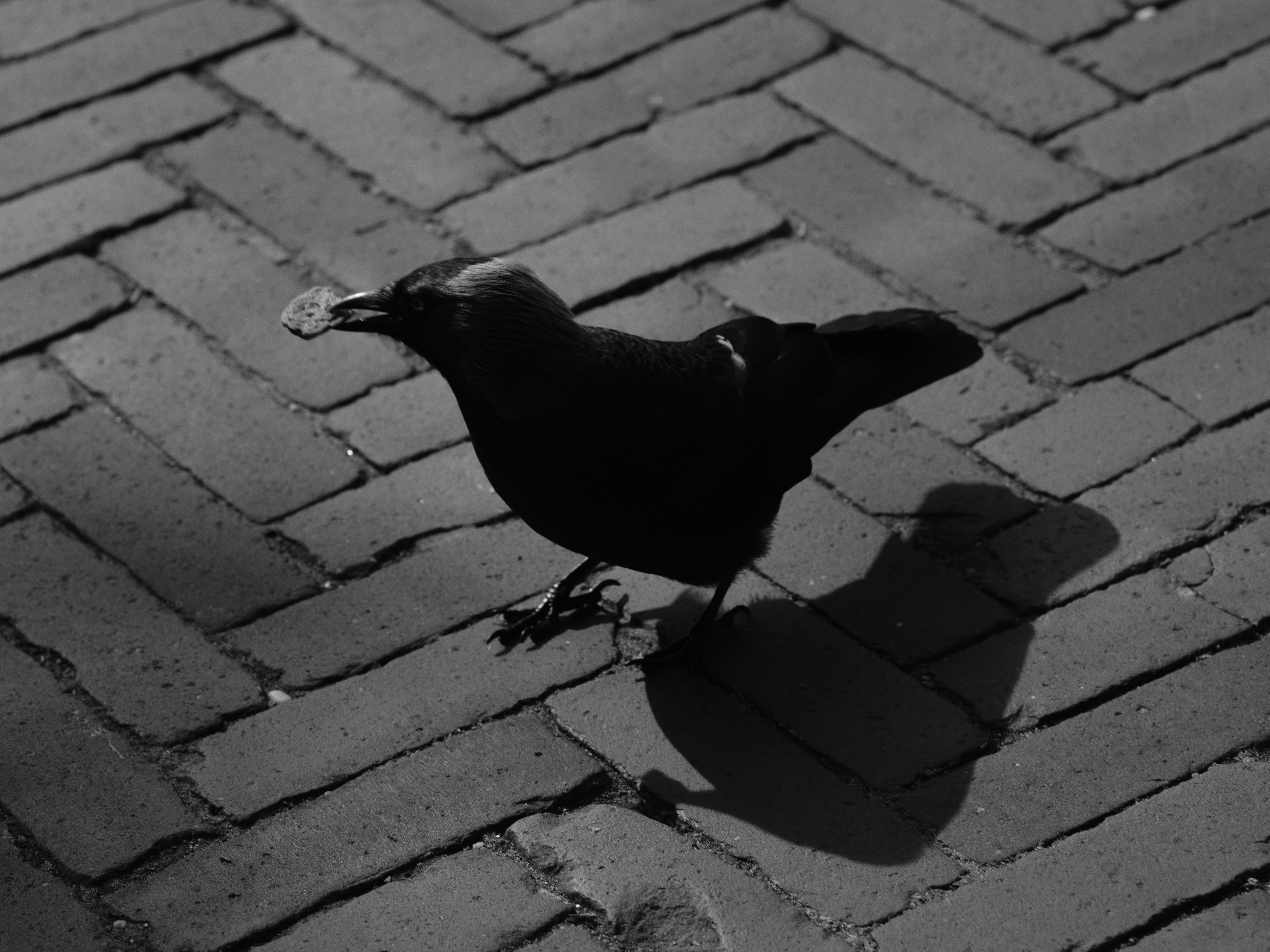 Midday Sentinel: A Raven Treads the Brick Canvas