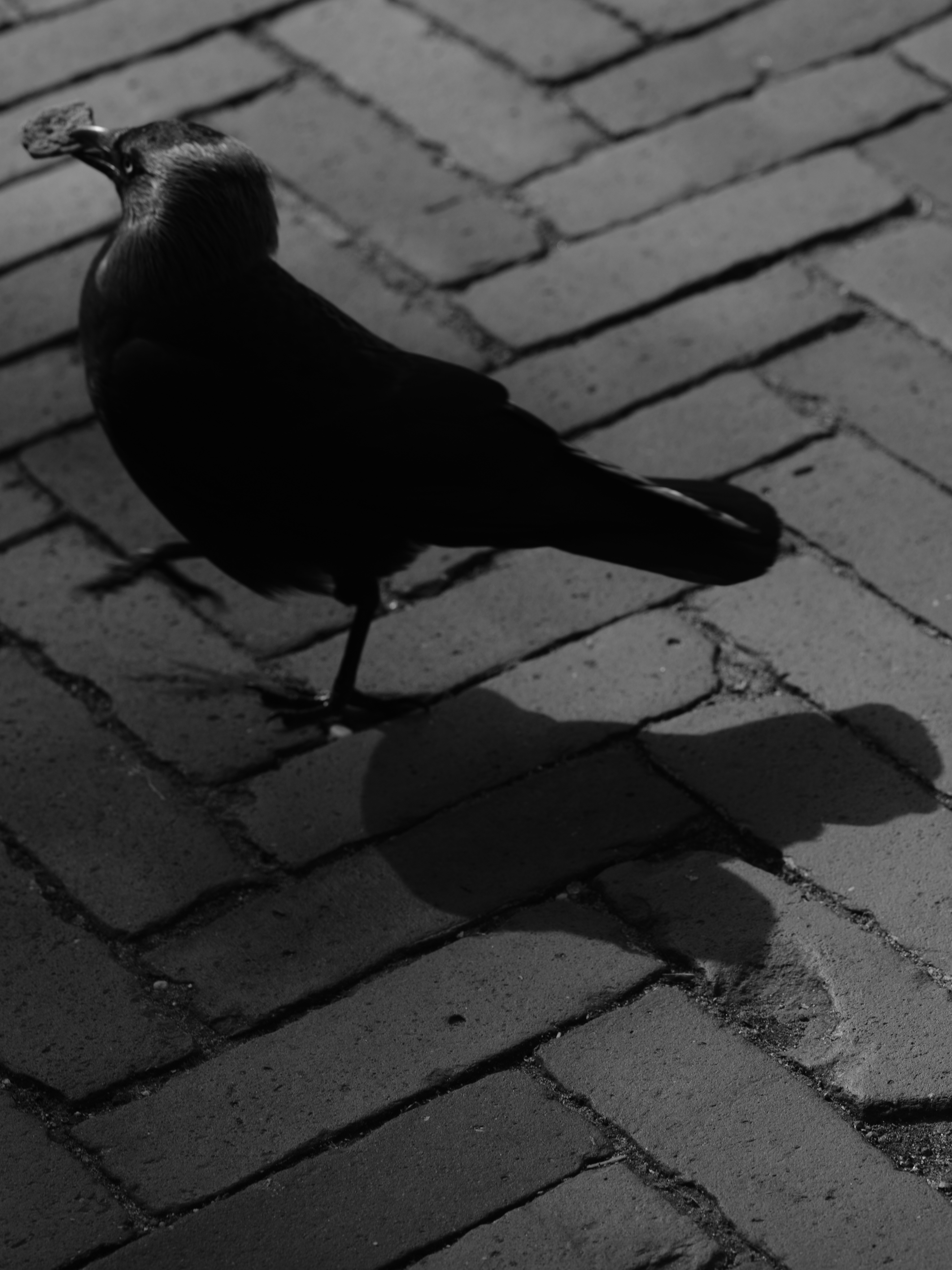 Midnight Crow on Worn Bricks