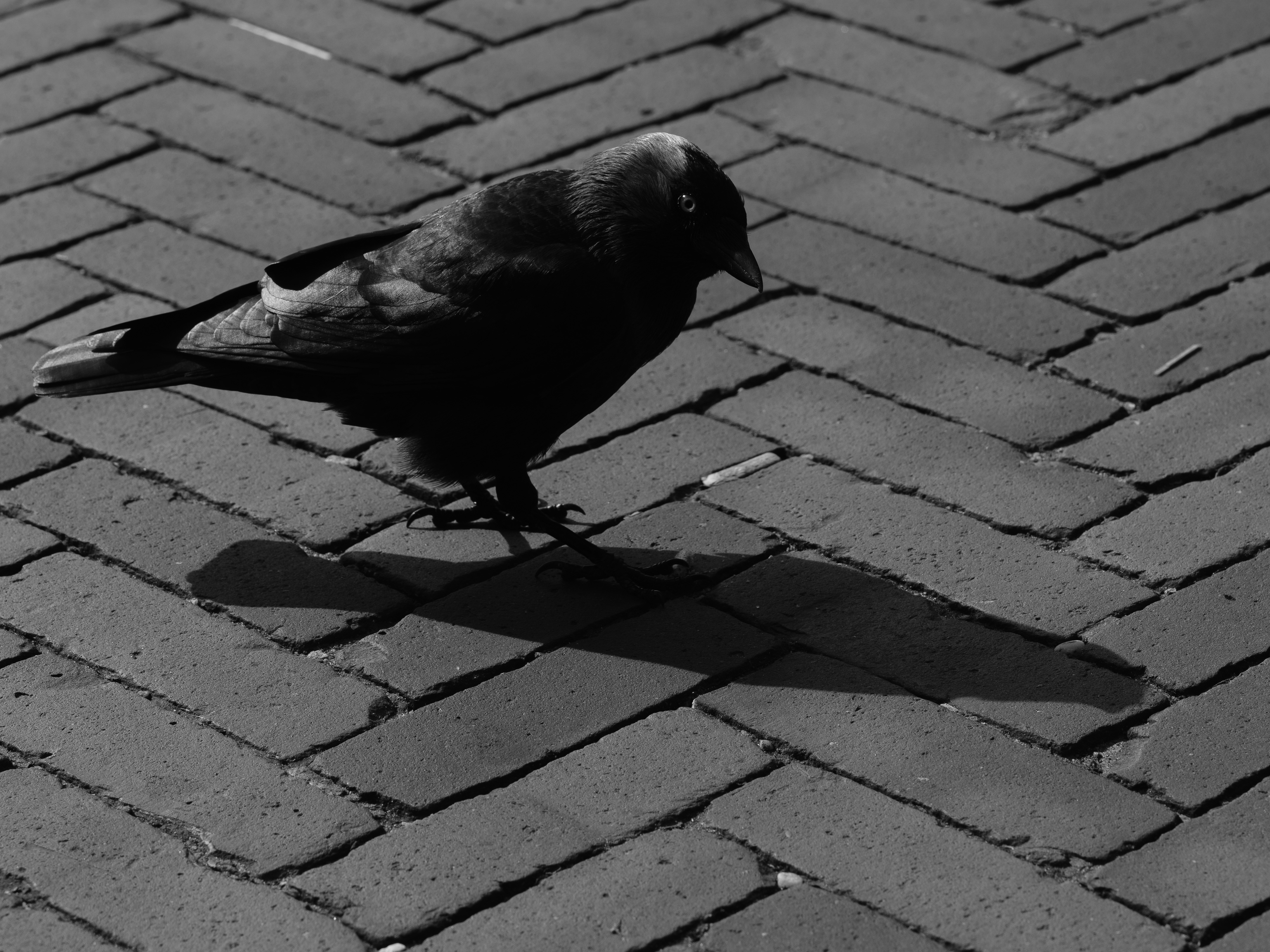 Shadowed Crow on a Brick Lattice Cast in Evening Light