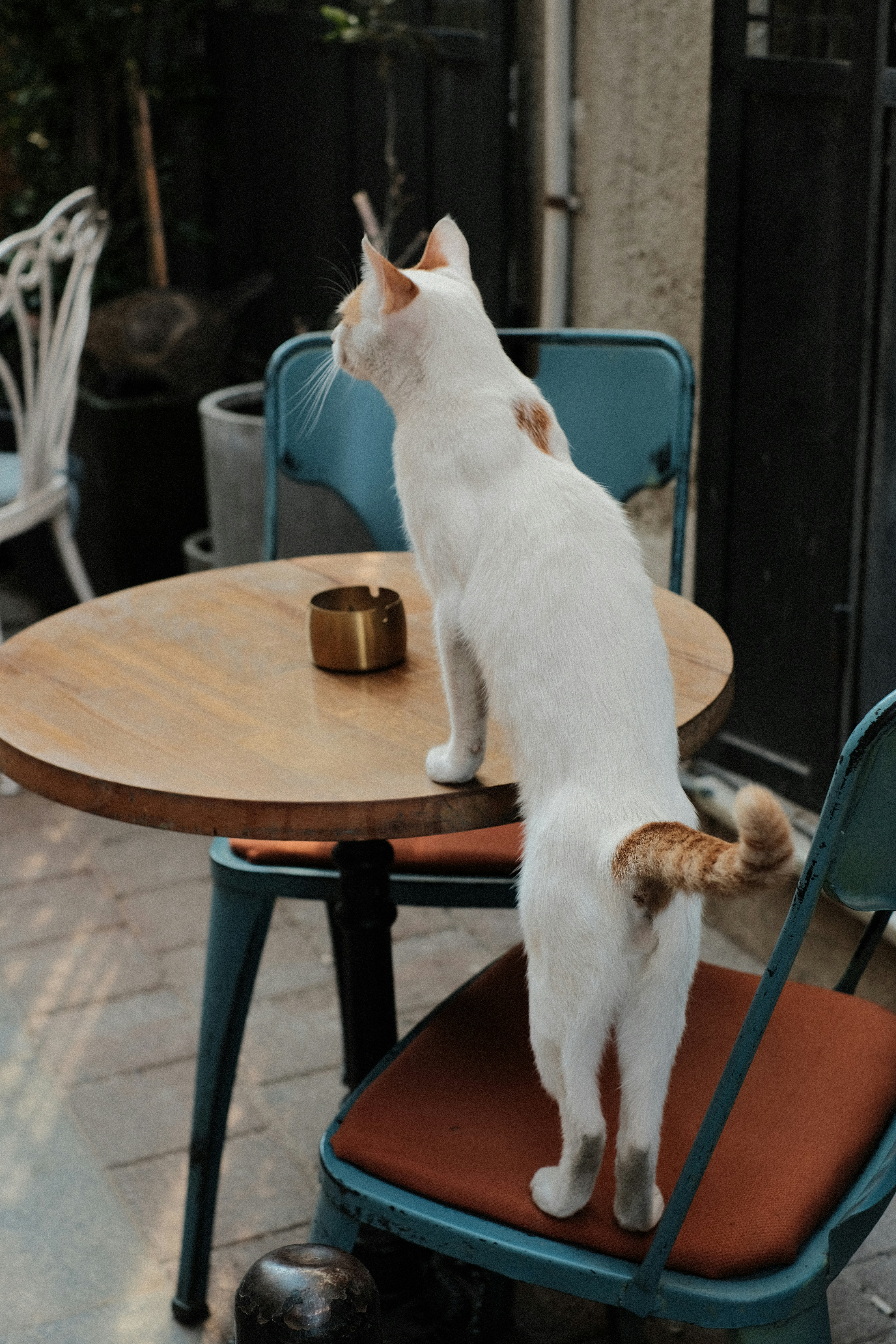 White cat on a wooden round table in a sunlit courtyard