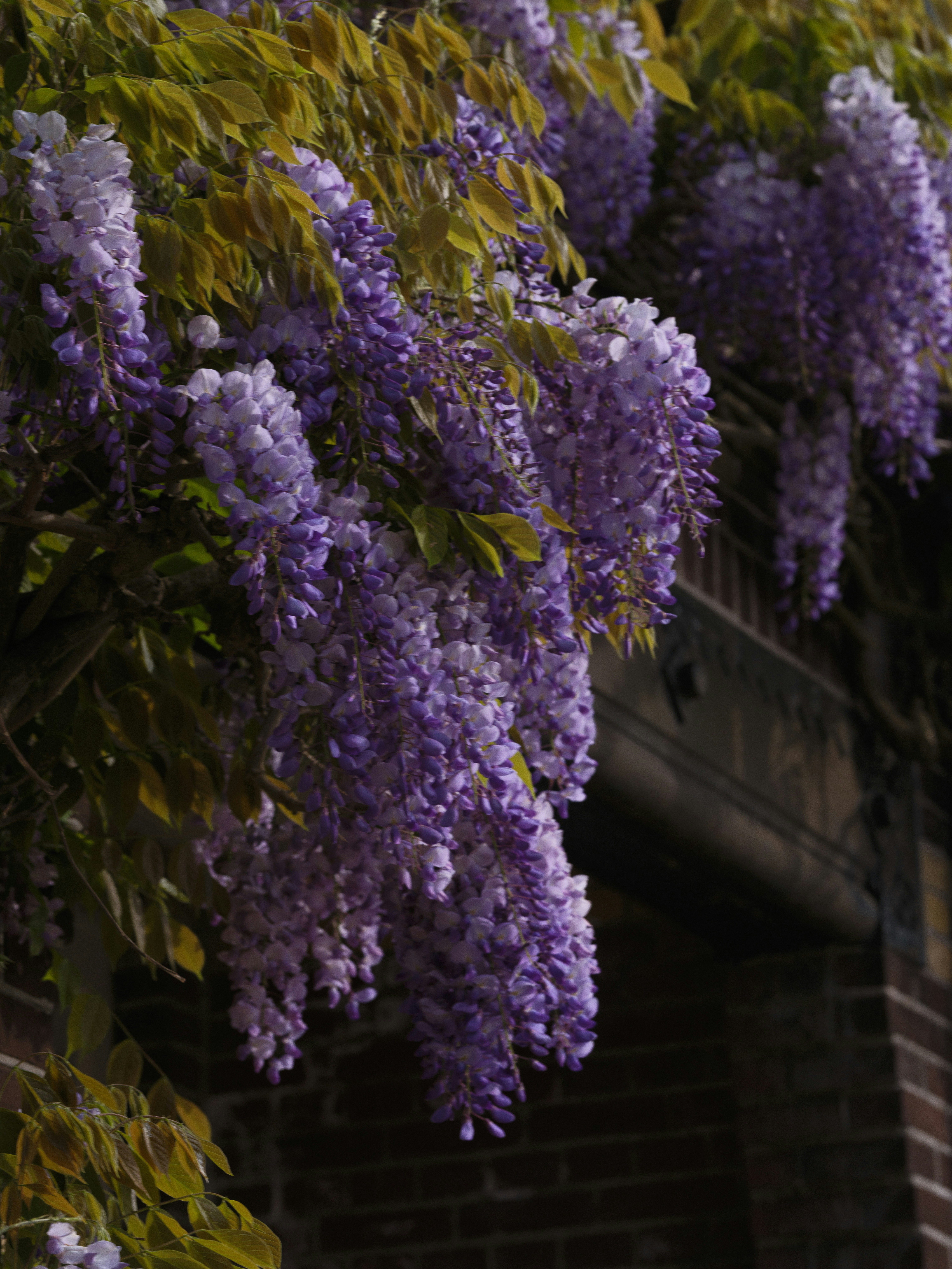 Cascade of Lavender Blooms: Wisteria Draping a Shaded Brick Wall