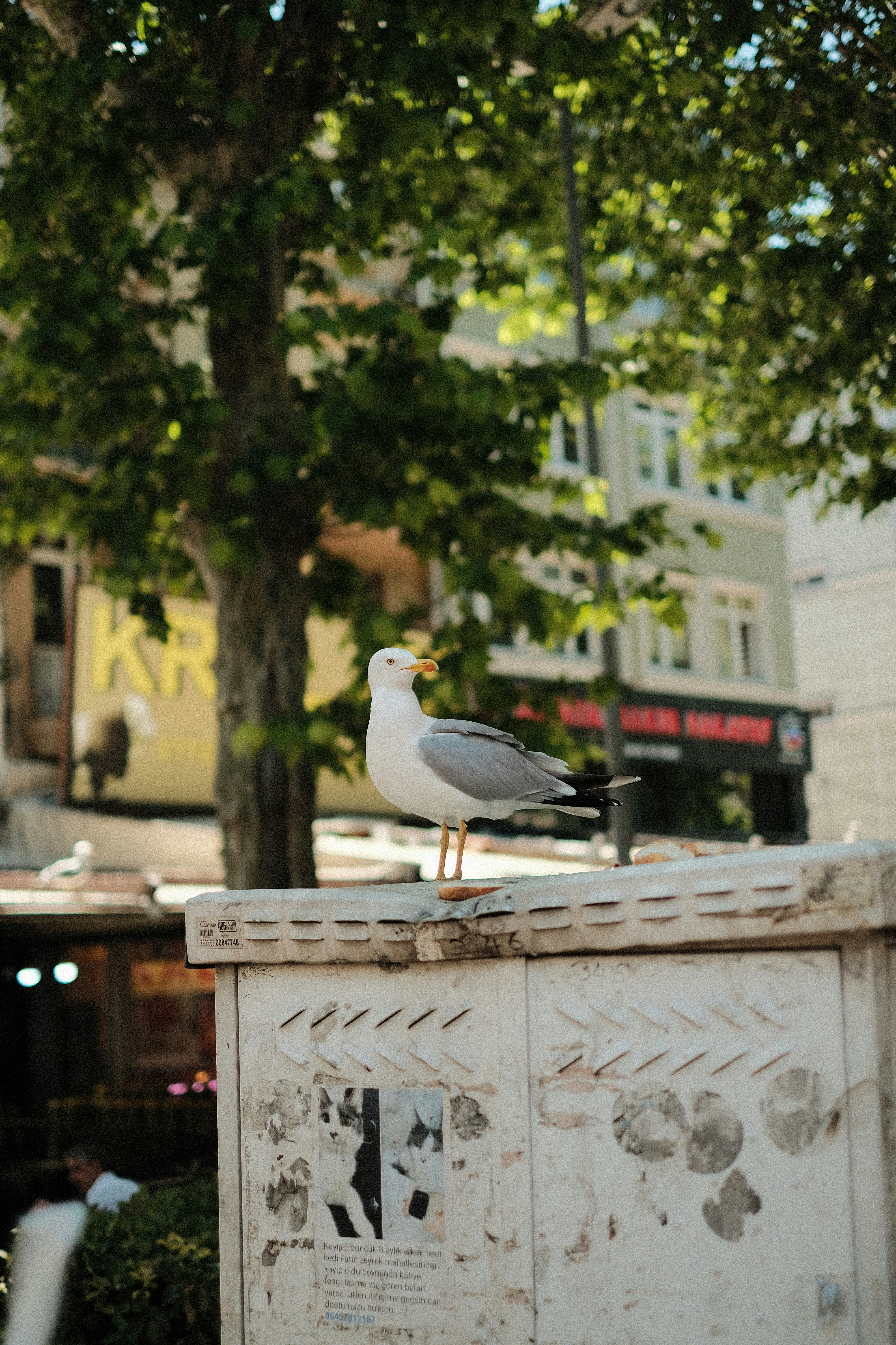Seagull Sentinel on a Sunlit City Pedestal
