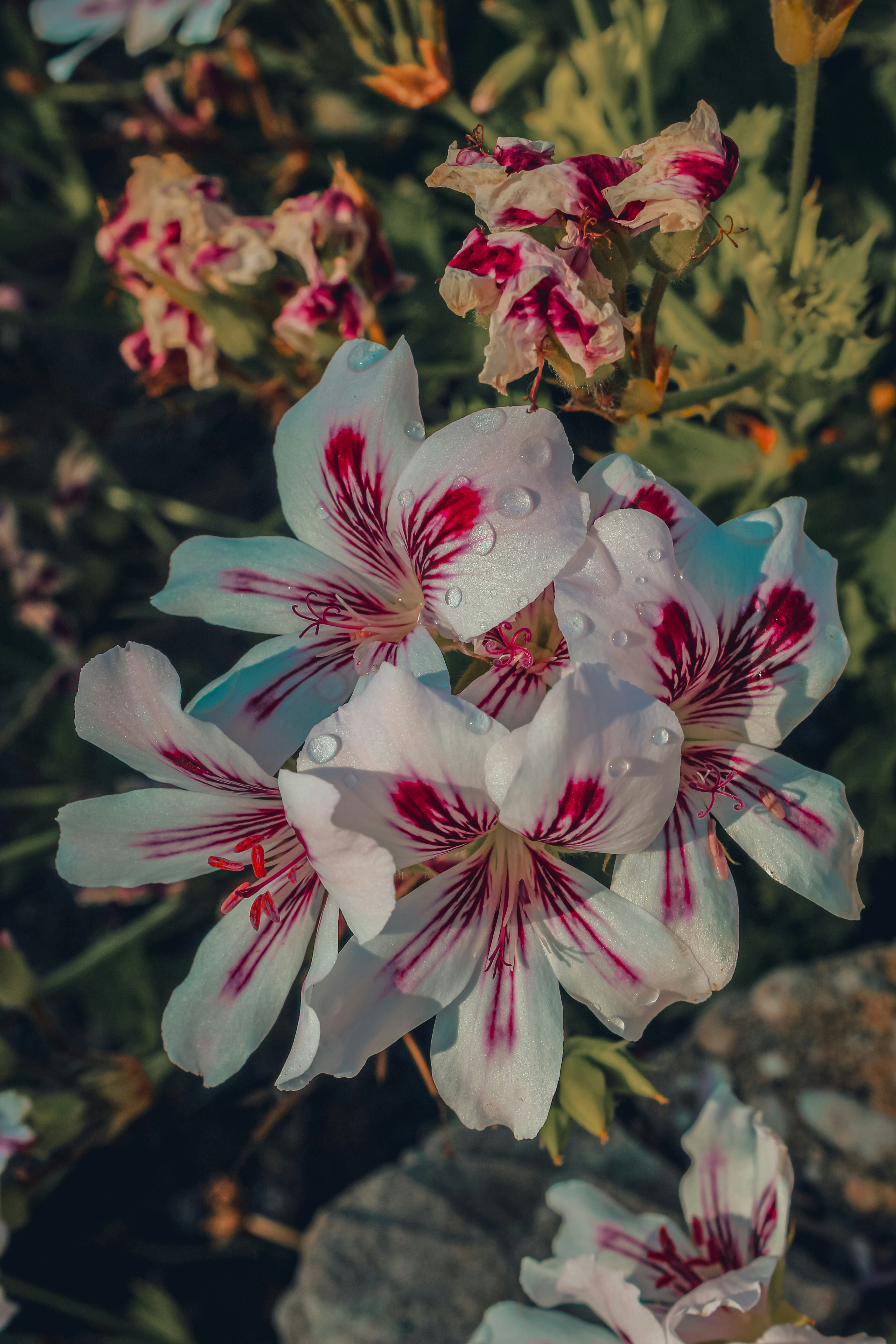 White flowers with red stripes and water droplets.
