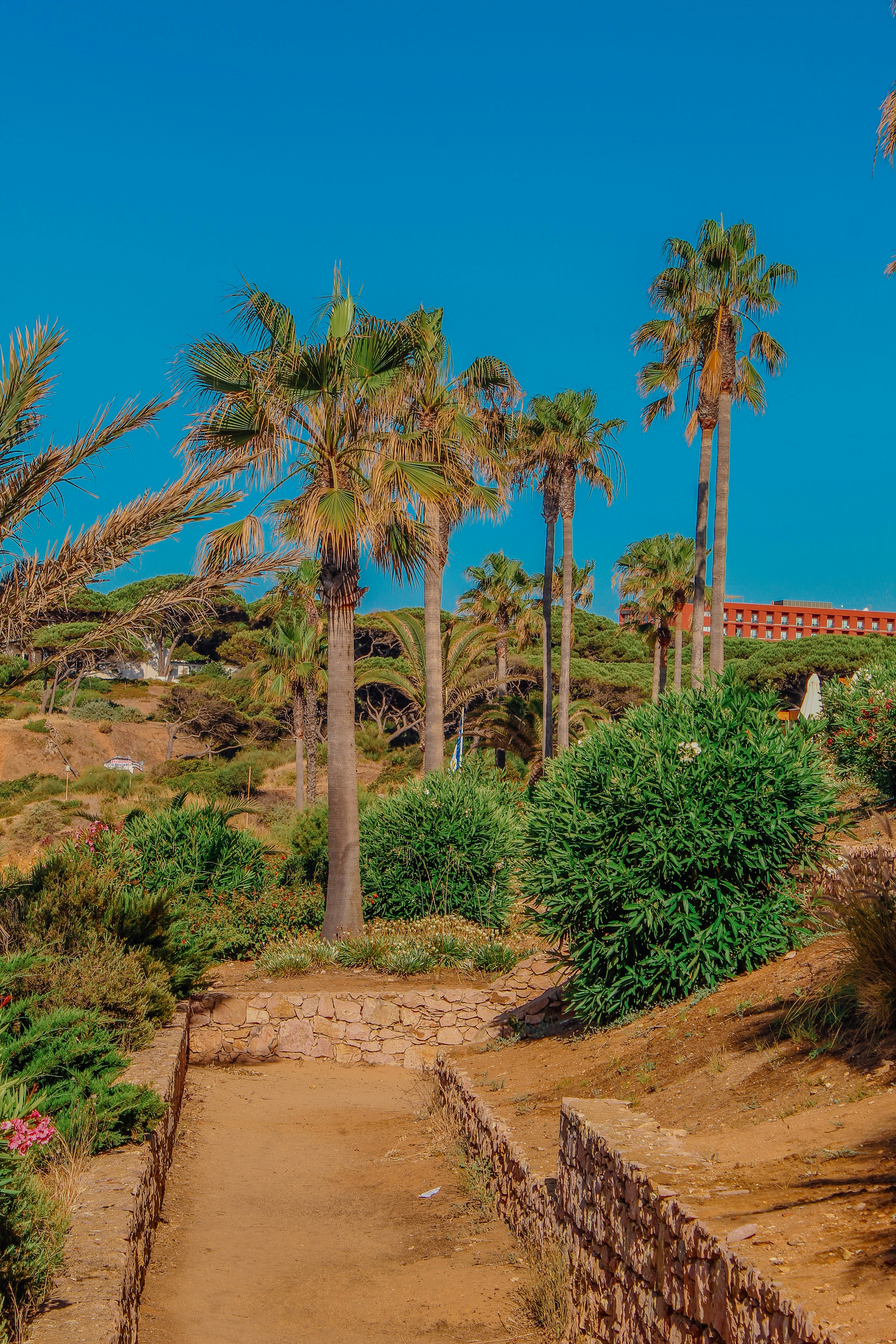 Desert Pathway Framed by Palms Under a Clear Blue Sky