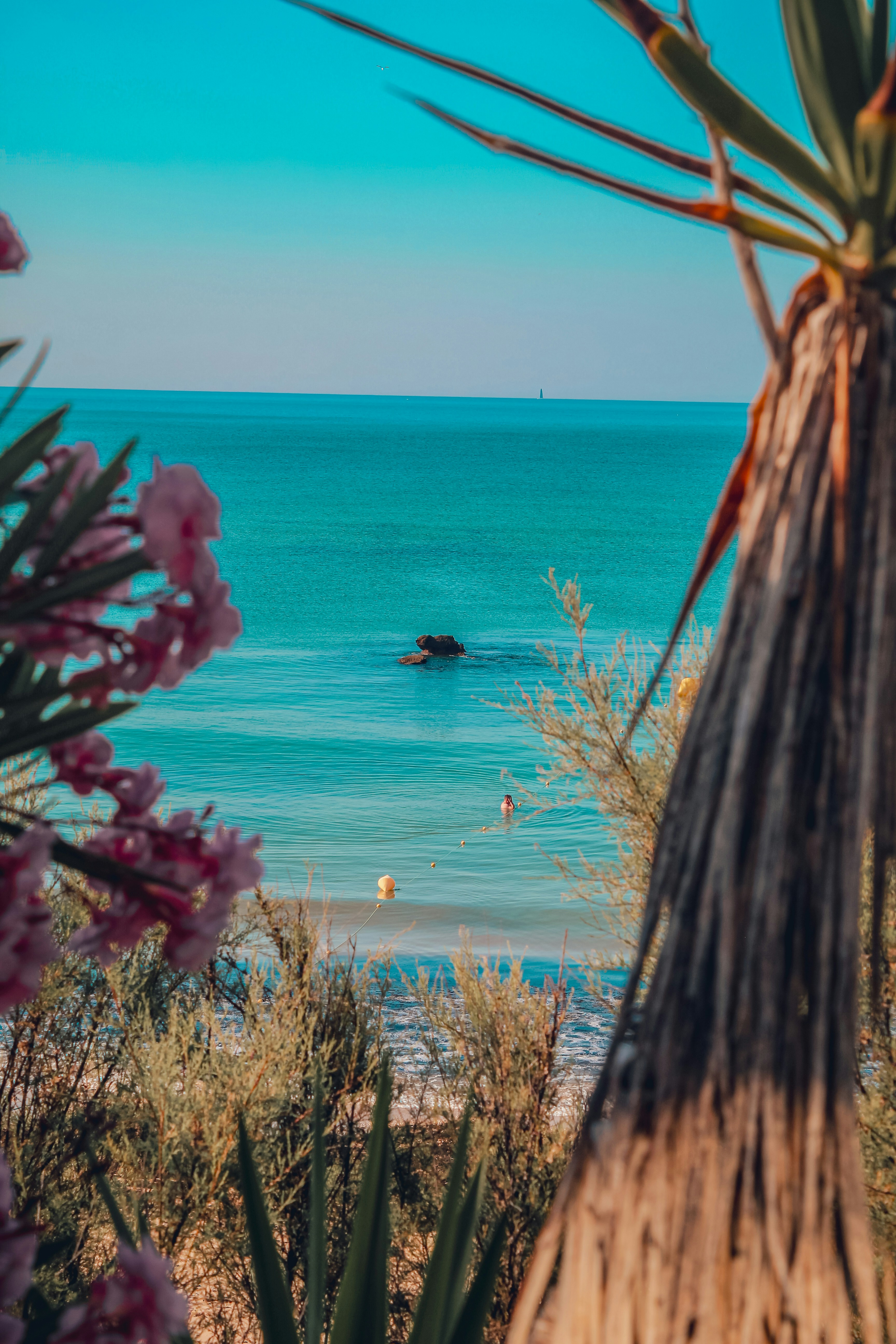 Azure Horizon Framed by Coastal Foliage and Weathered Trunk