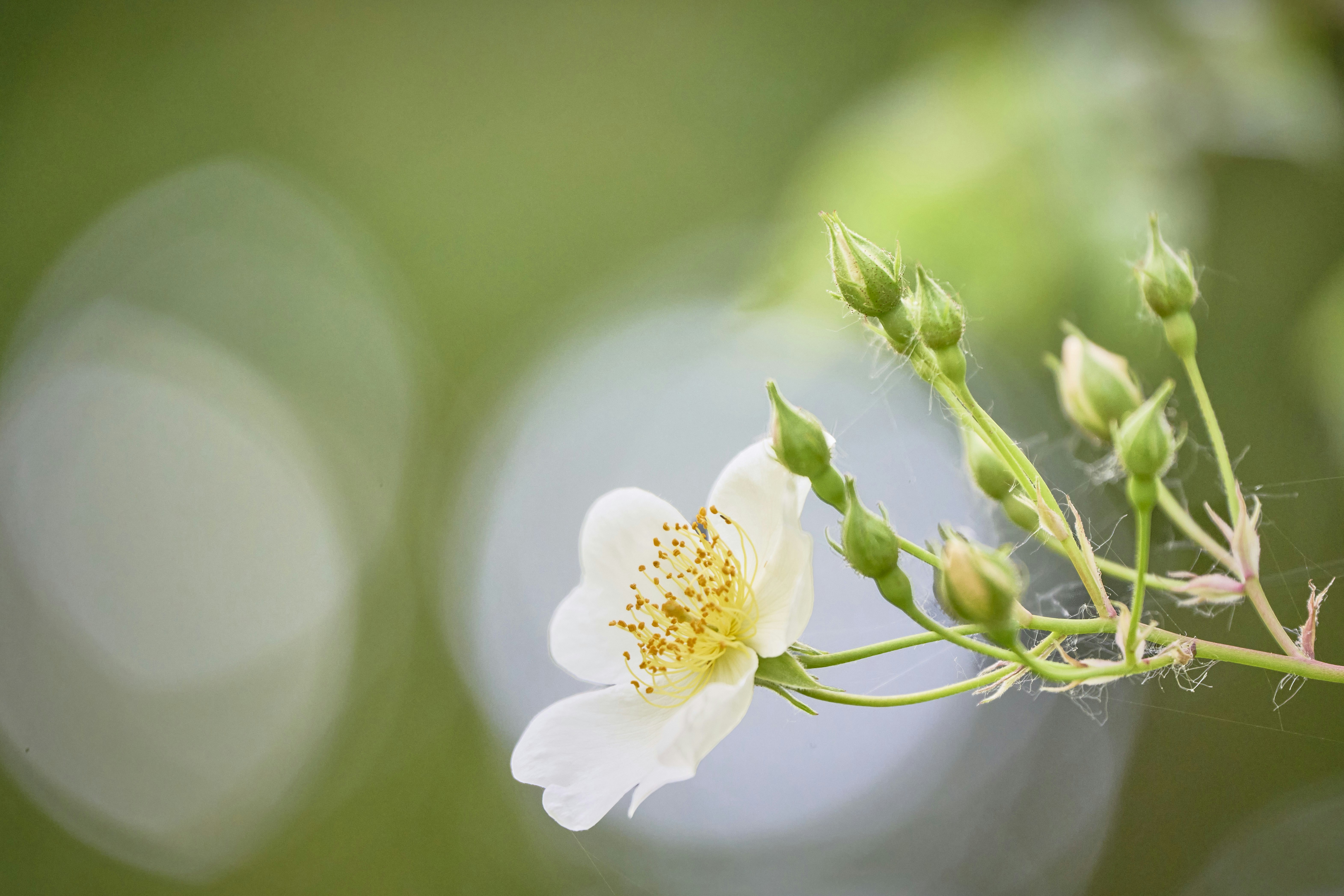 Delicate white flower and green buds against a bokeh background.
