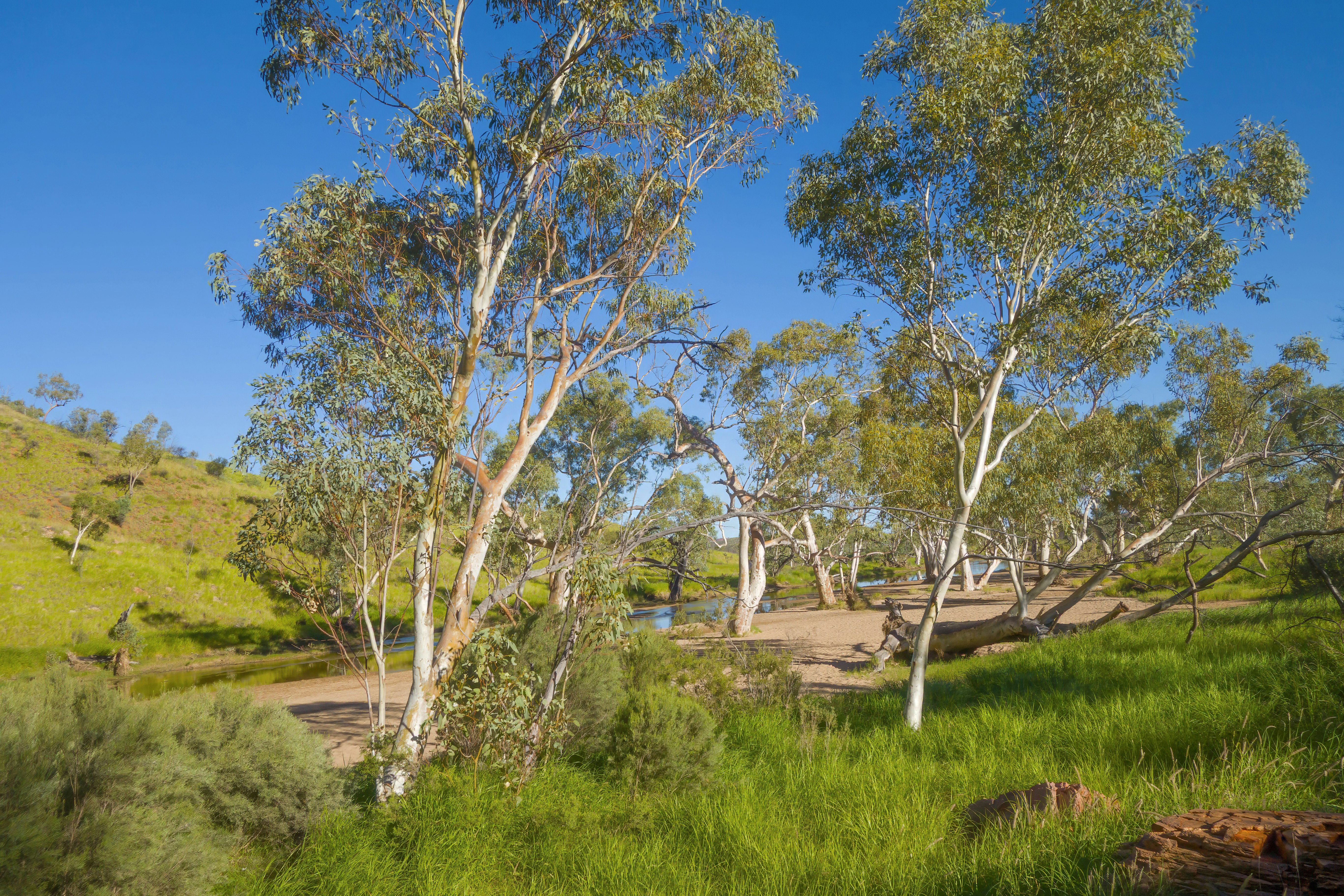 Sunlit eucalypts on a rolling hillside