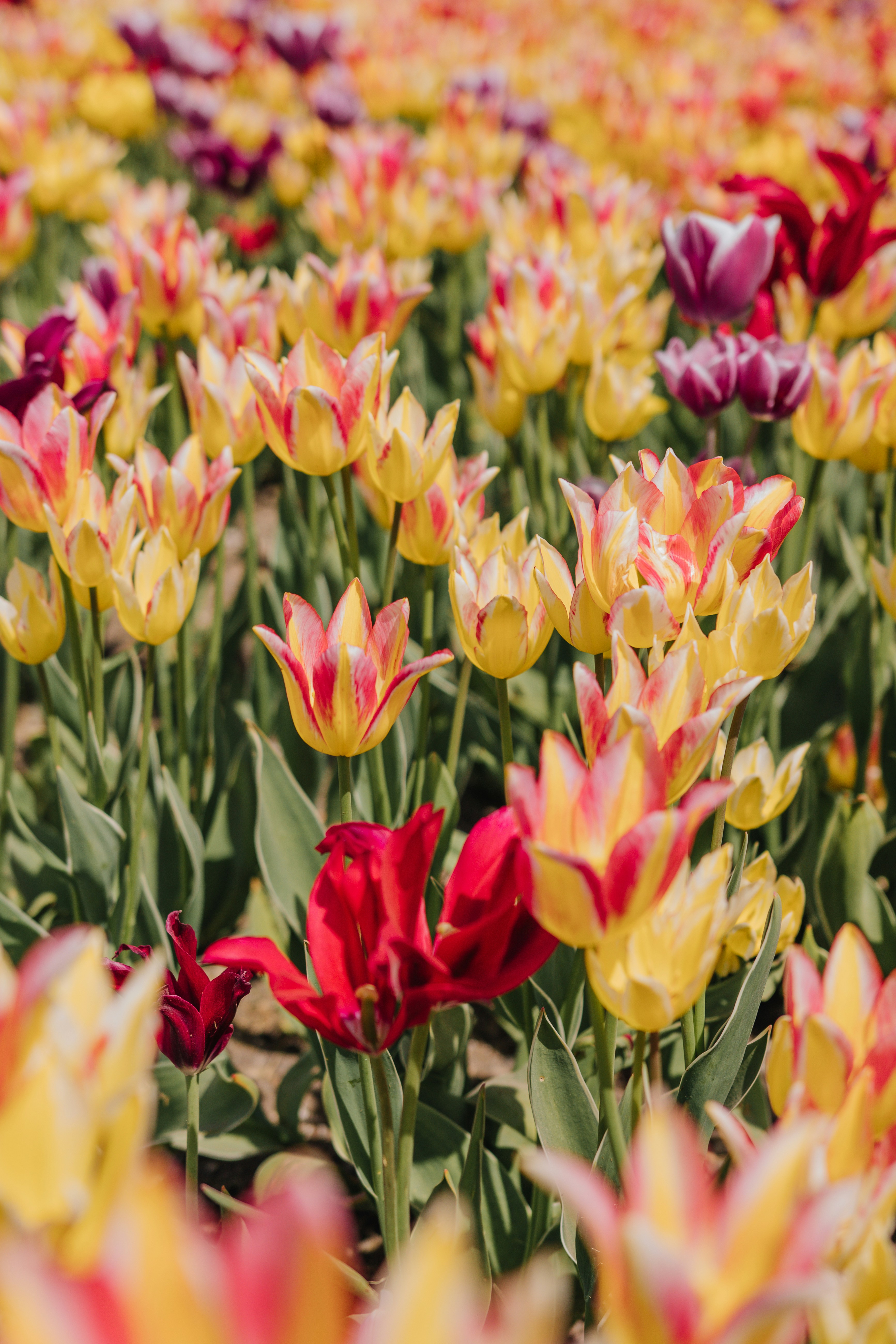 A vibrant field of yellow, red, and purple tulips.