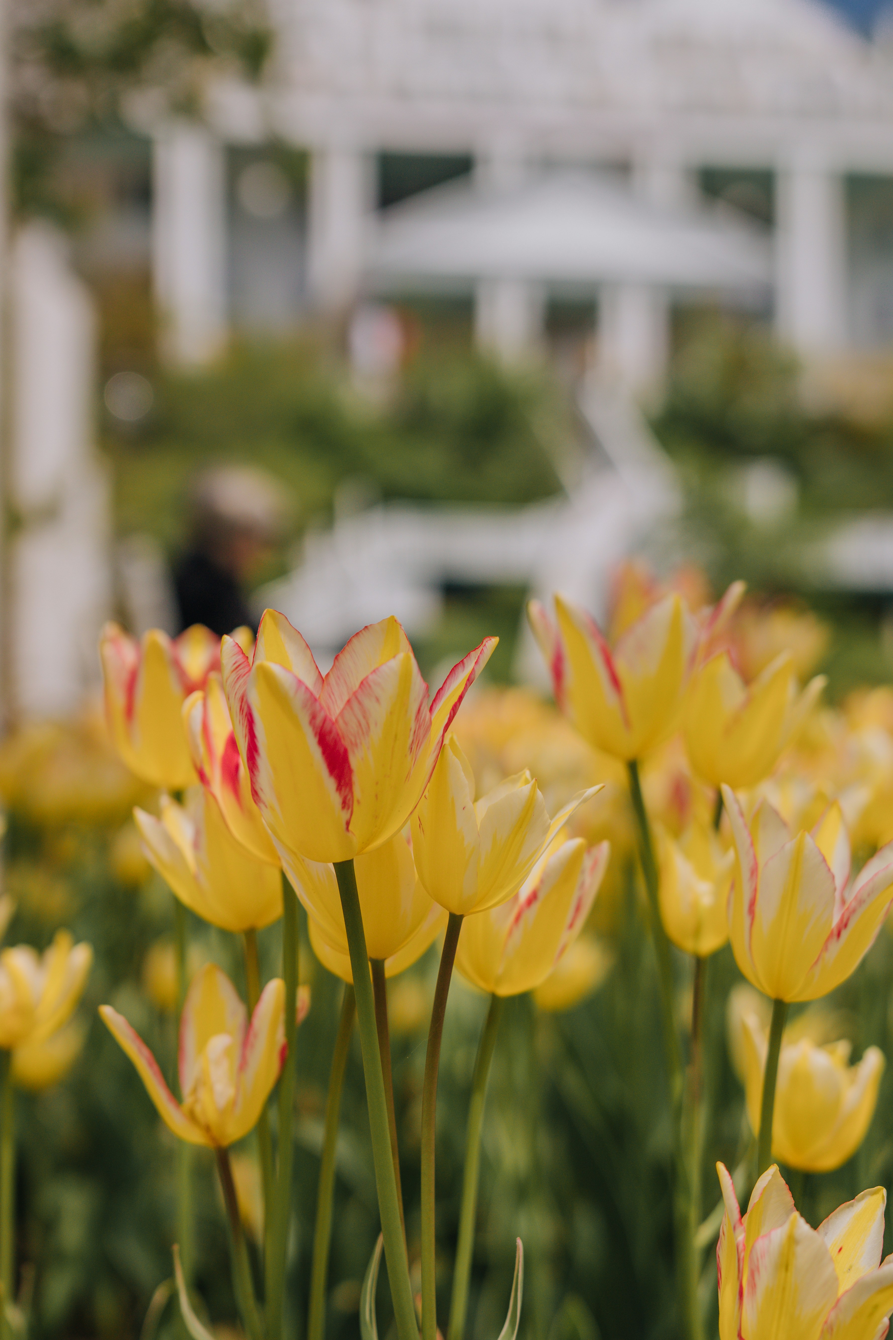 A vibrant bed of yellow-tipped tulips fills the foreground with a softly blurred garden scene in the background, suggesting a cultivated park setting.