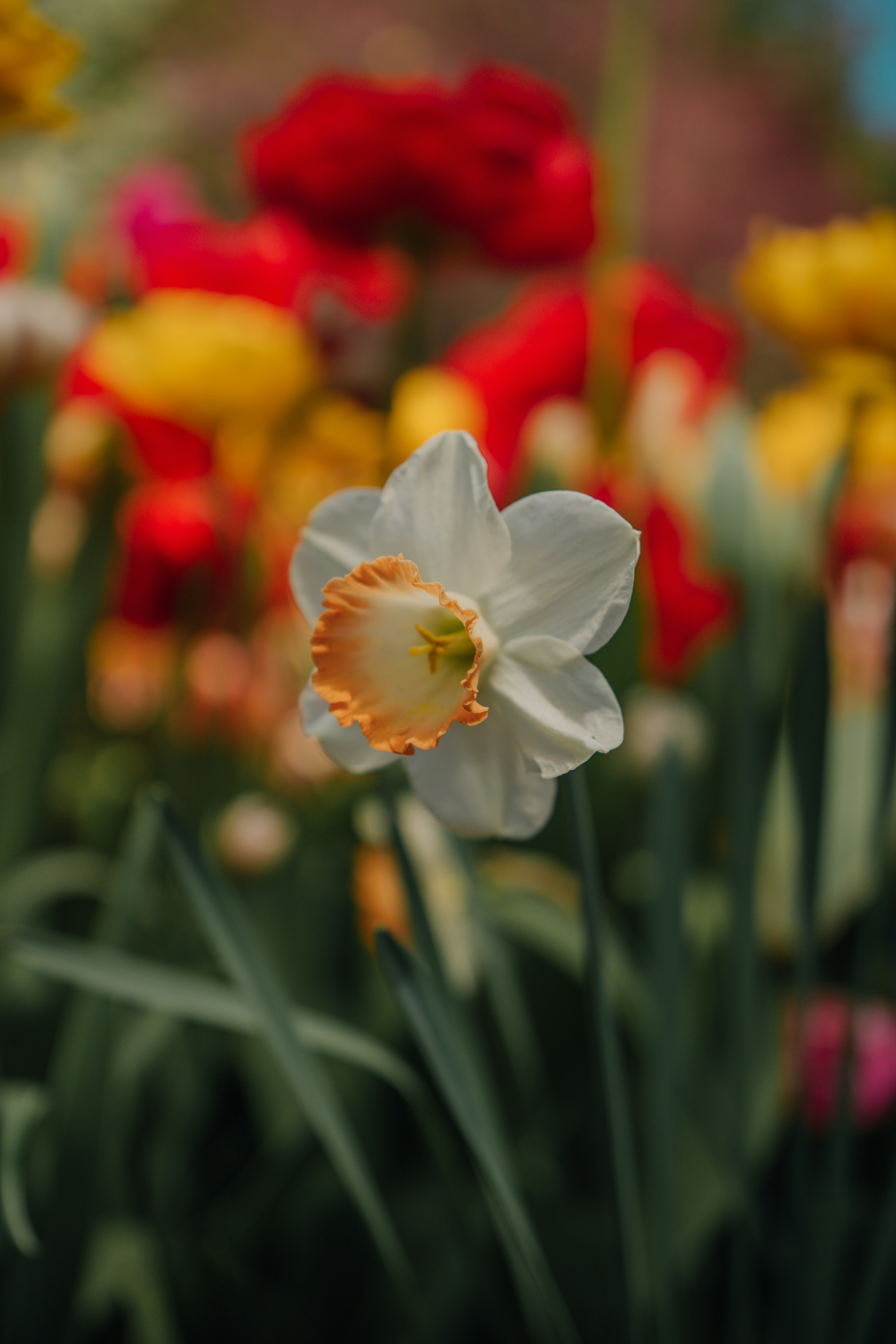 White bloom with peach-rimmed center stands out amid a field of tulips