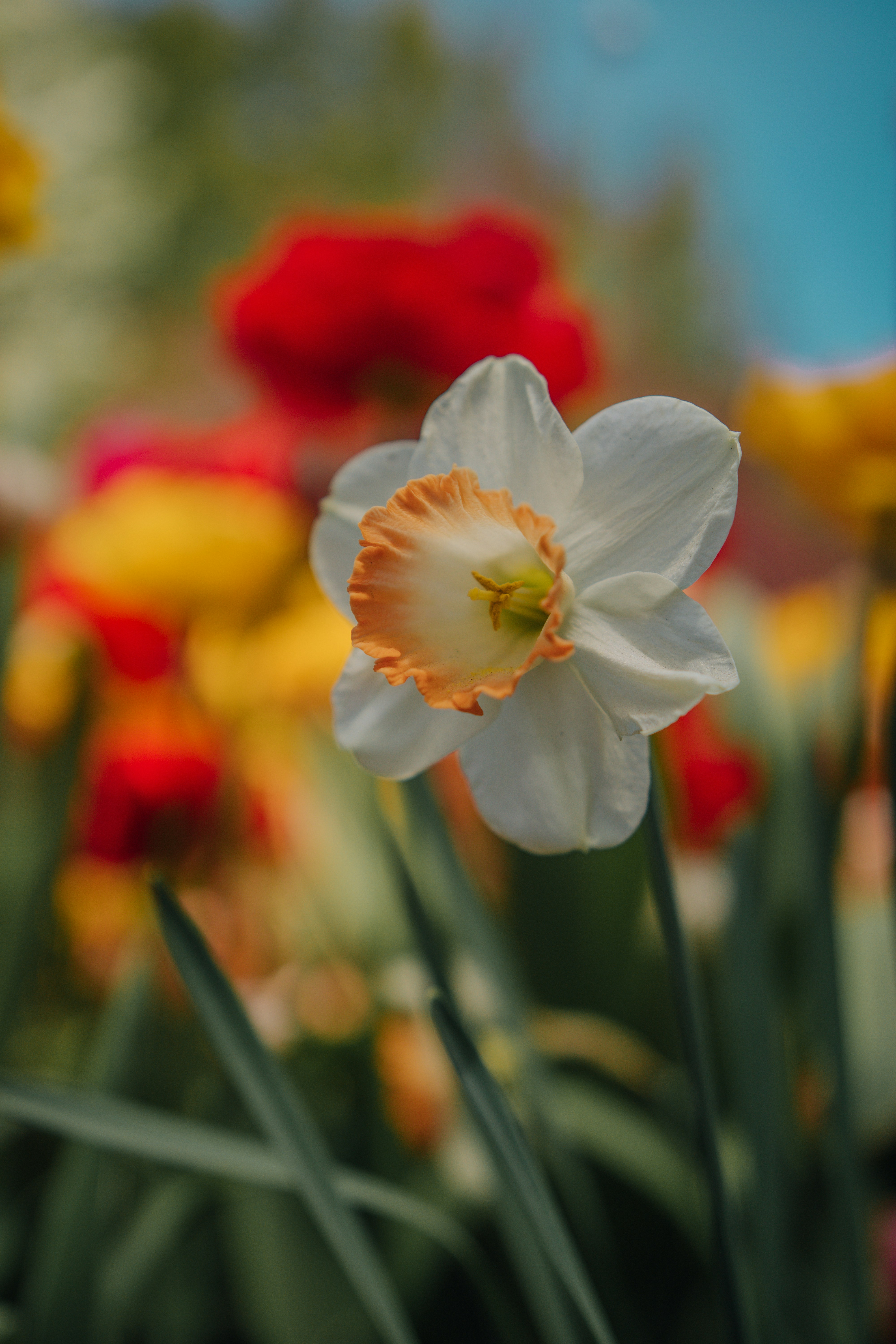 Single white daffodil with orange-trim trumpeting through a sea of color