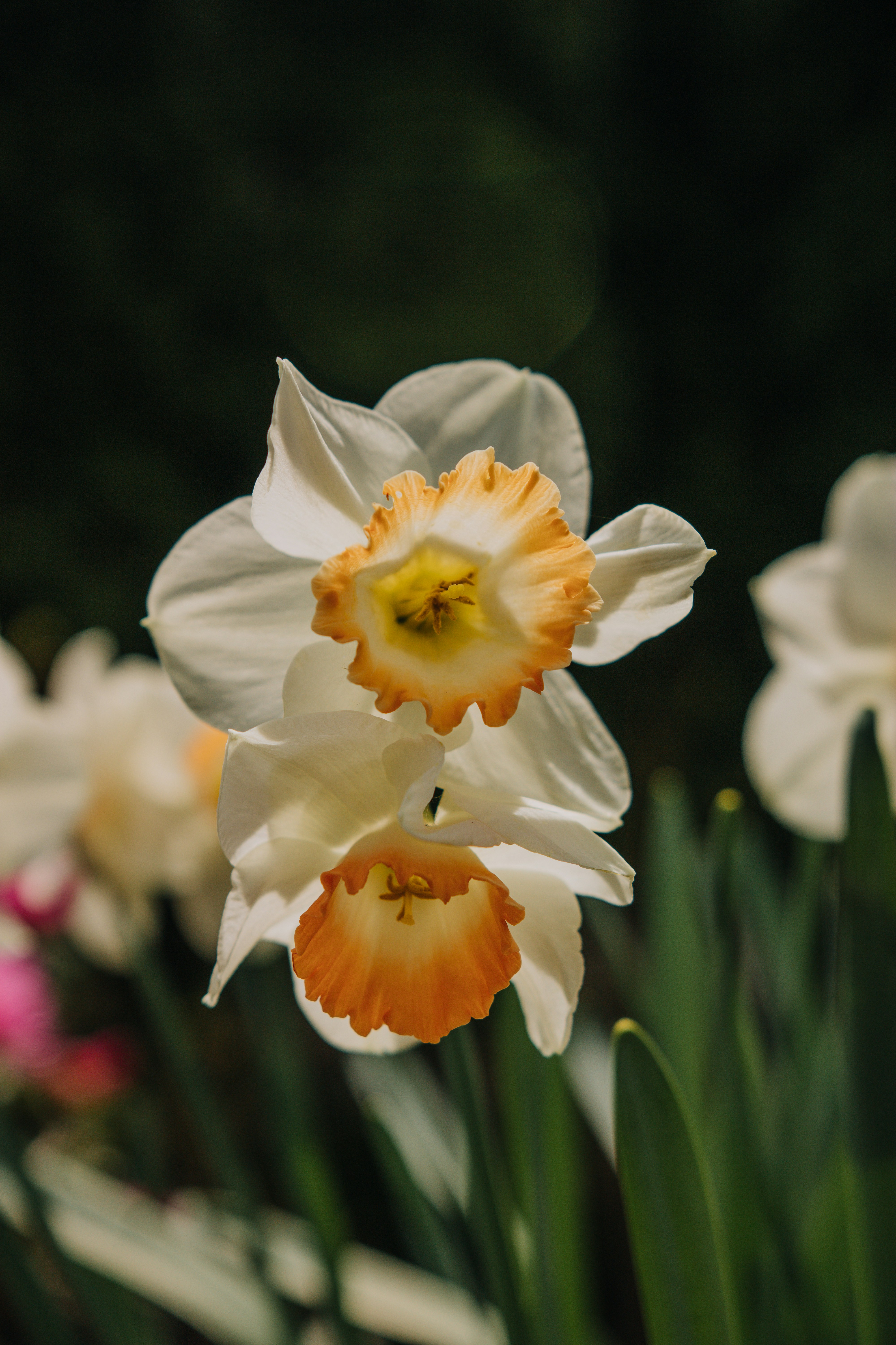 Whispering Narcissus: Cream Petals Framing a Honeyed Center