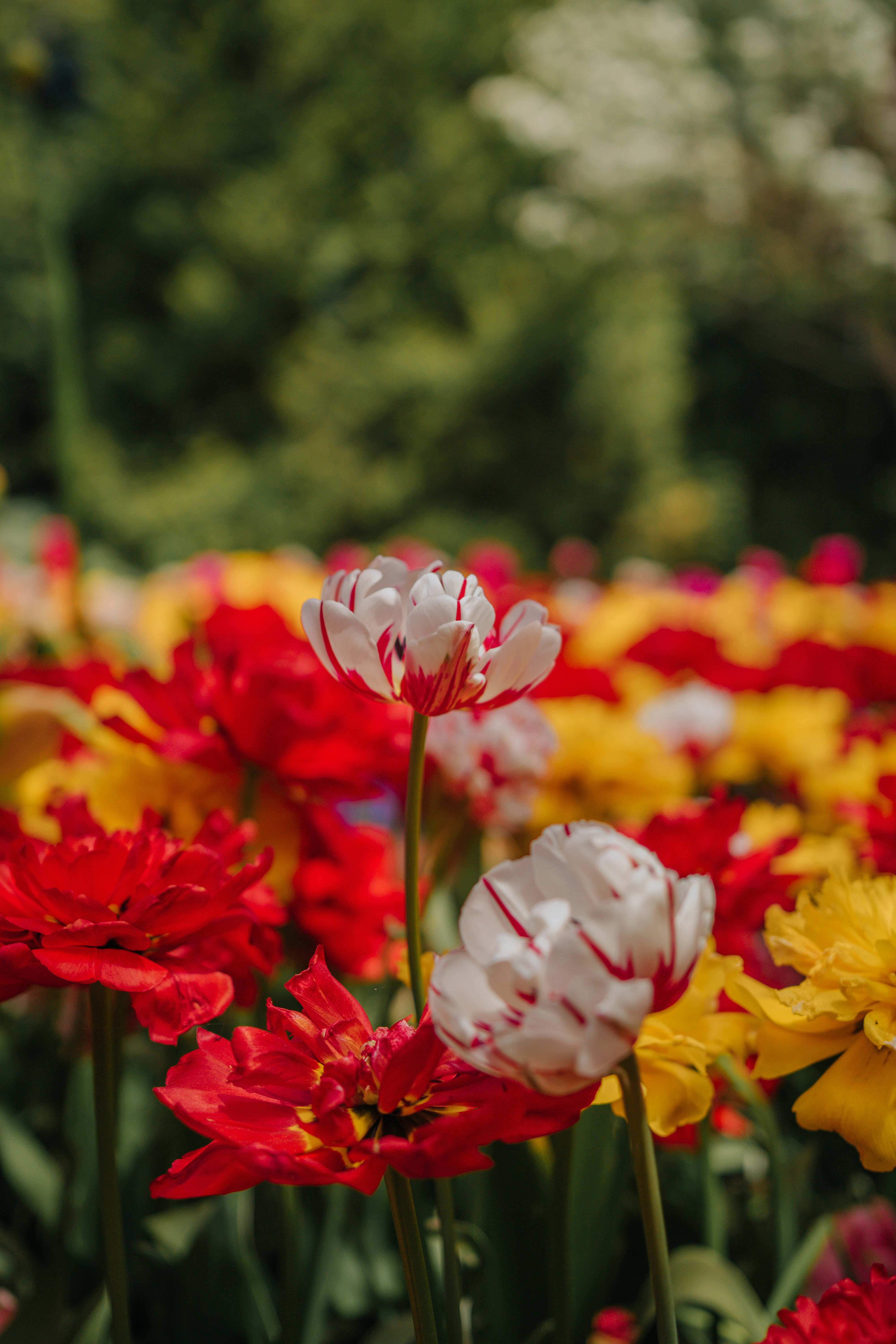 White tulip with red-lined petals rising amid a sea of red and yellow blossoms