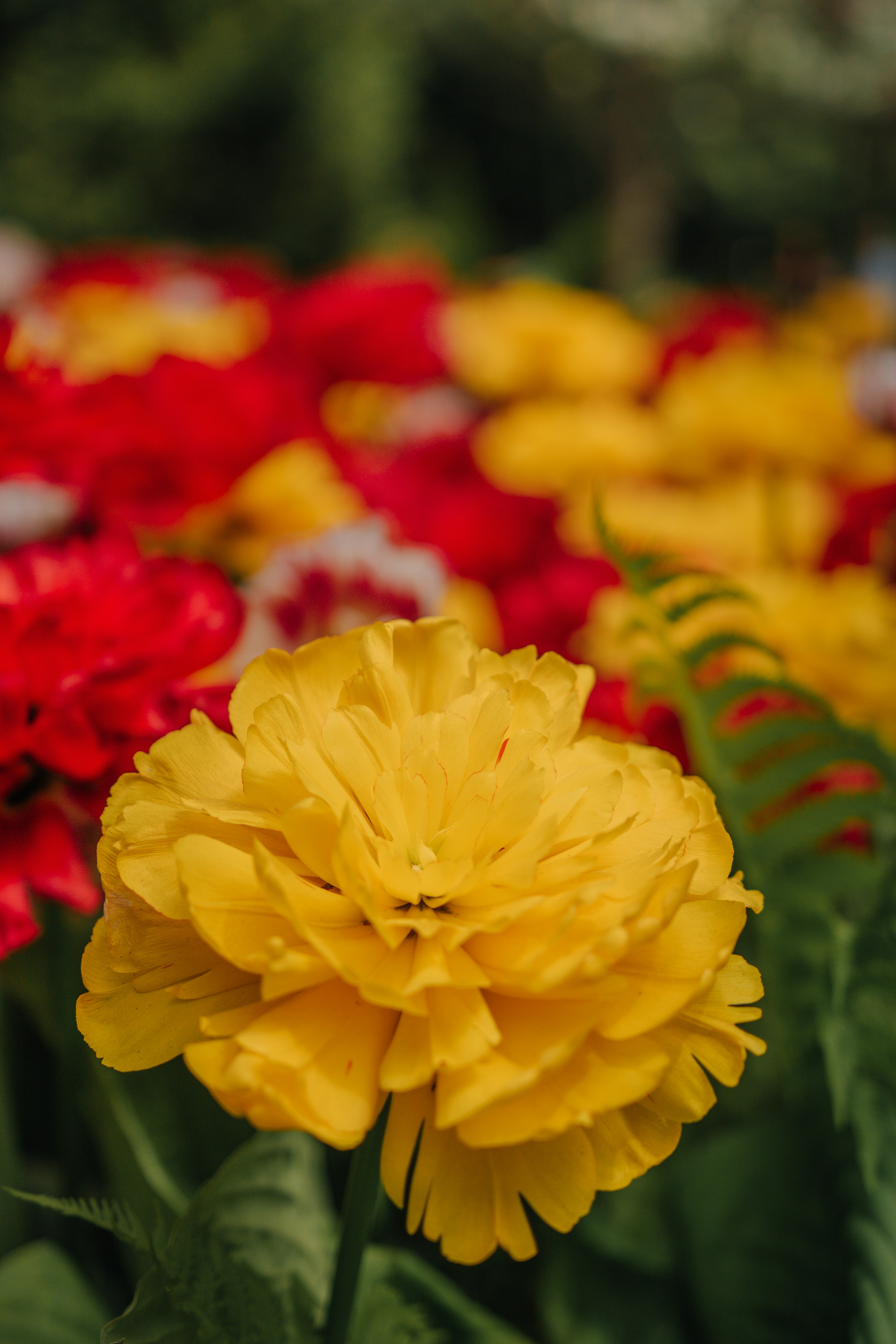Sunlit Golden Bloom: A Bold Yellow Flower in a Sea of Color