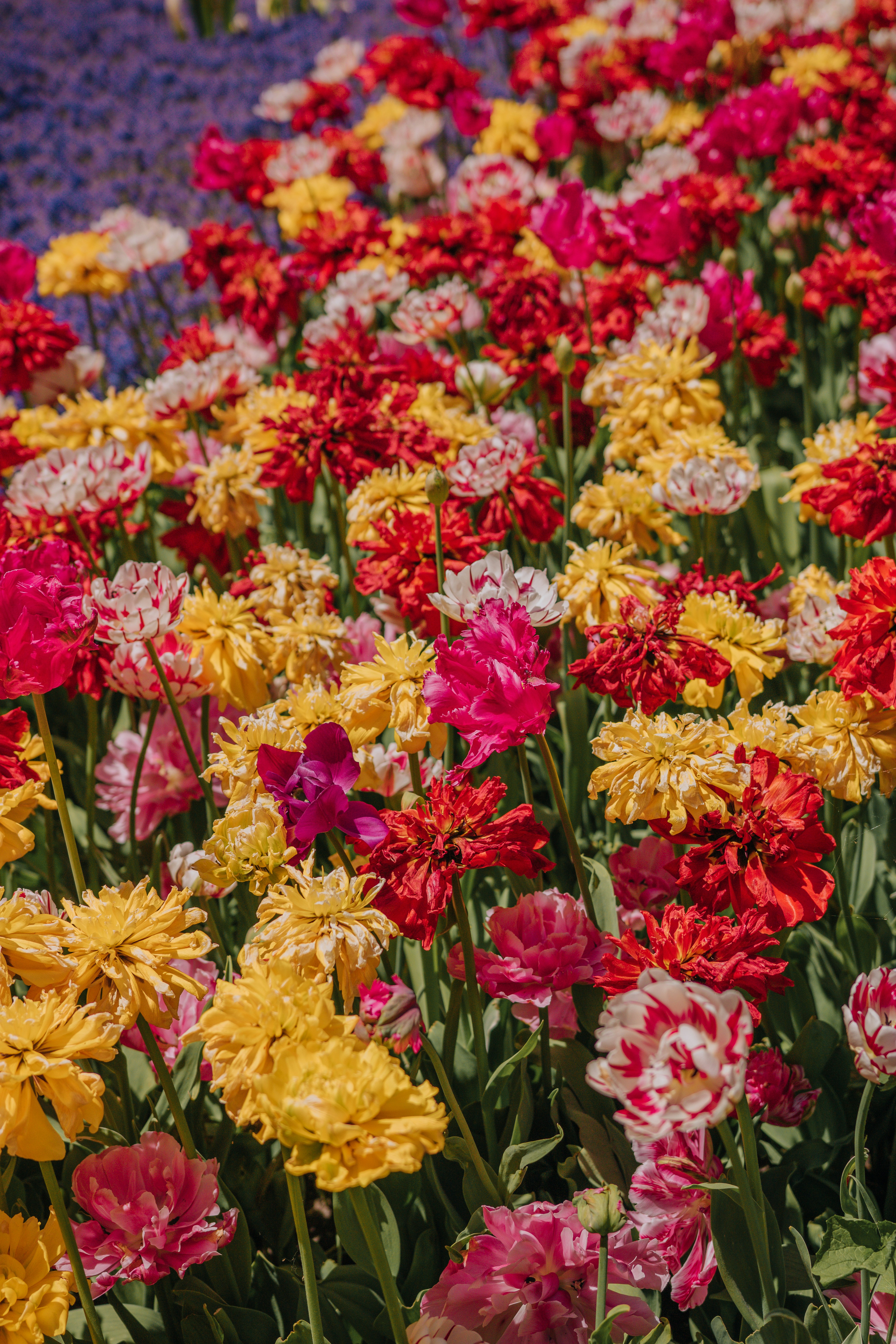 Vibrant Bed of Double Tulips: Patchwork of Color in Full Bloom