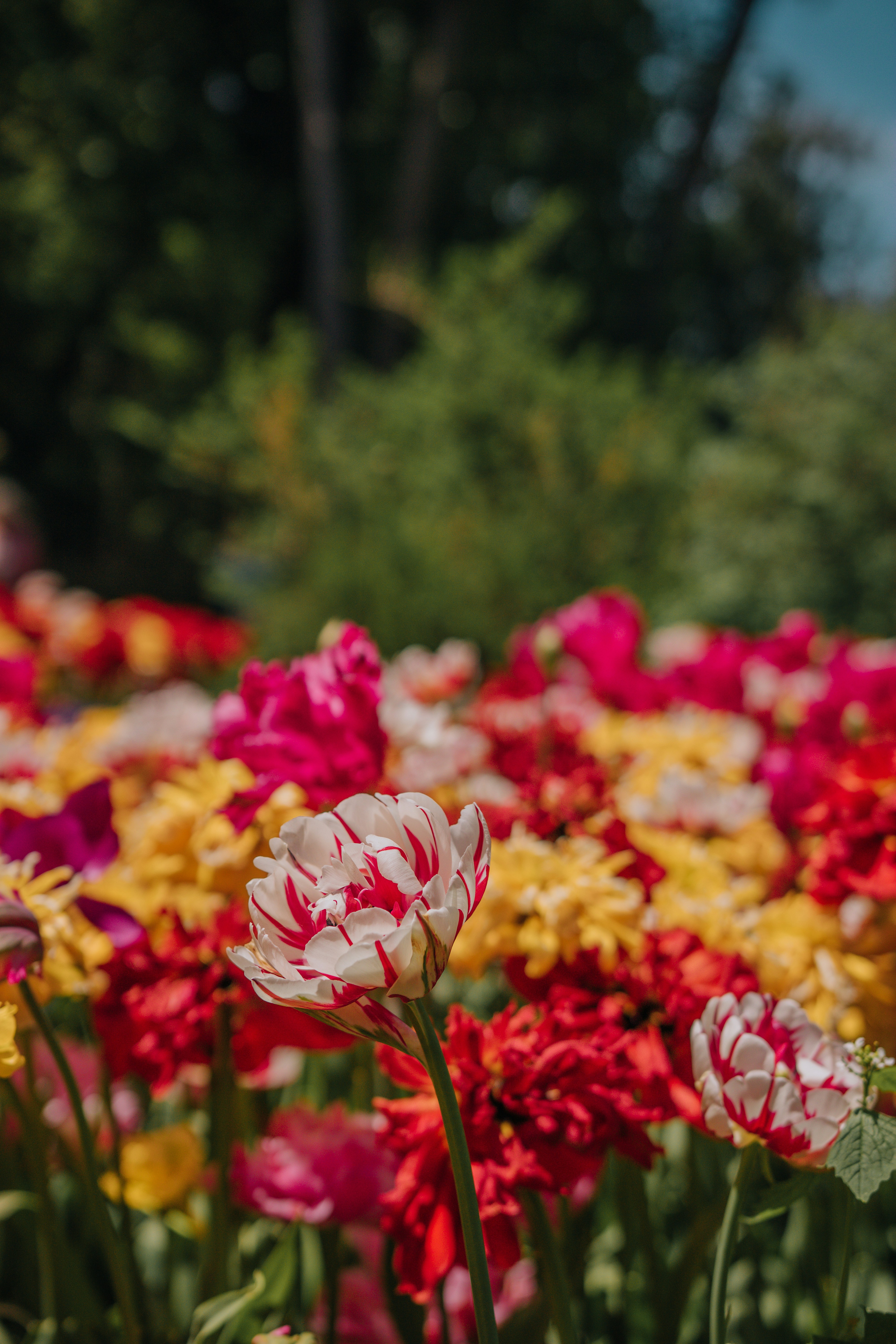 Pixel-Stripe Tulip in a Sea of Colorful Blooms