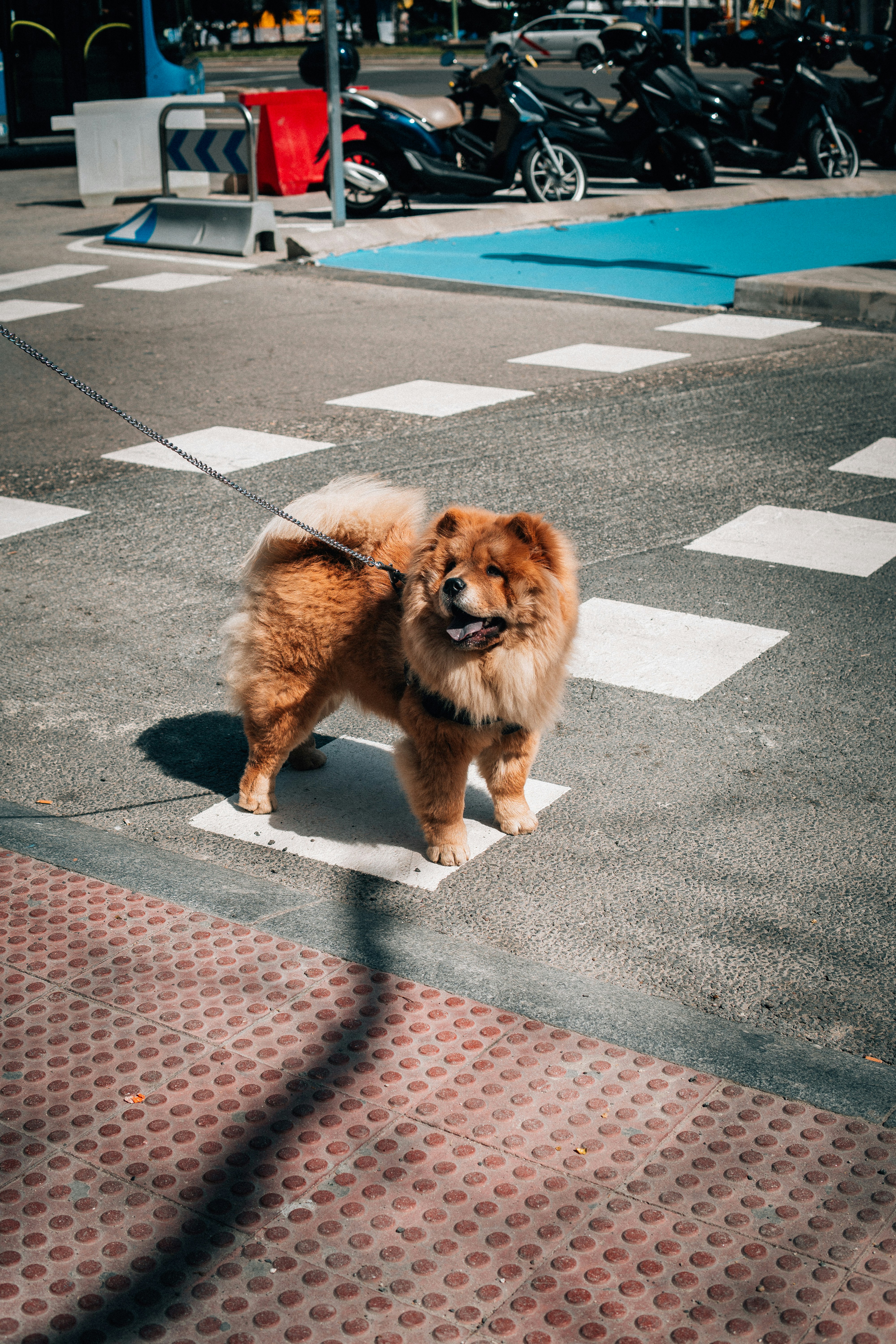 Amber Fluff in the Crosswalk: A Sunlit Stroll