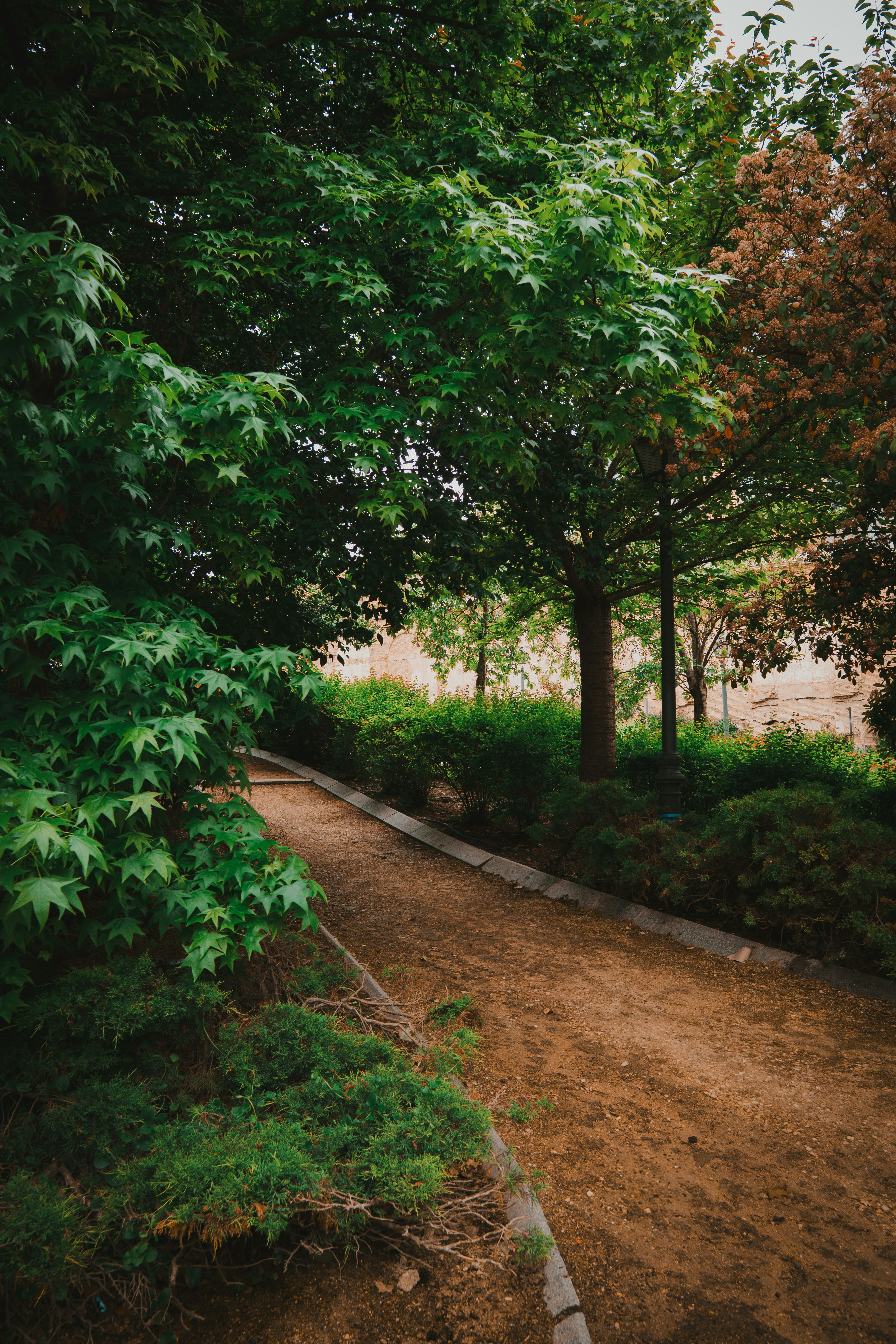 Pathway through a Quiet Green Corridor