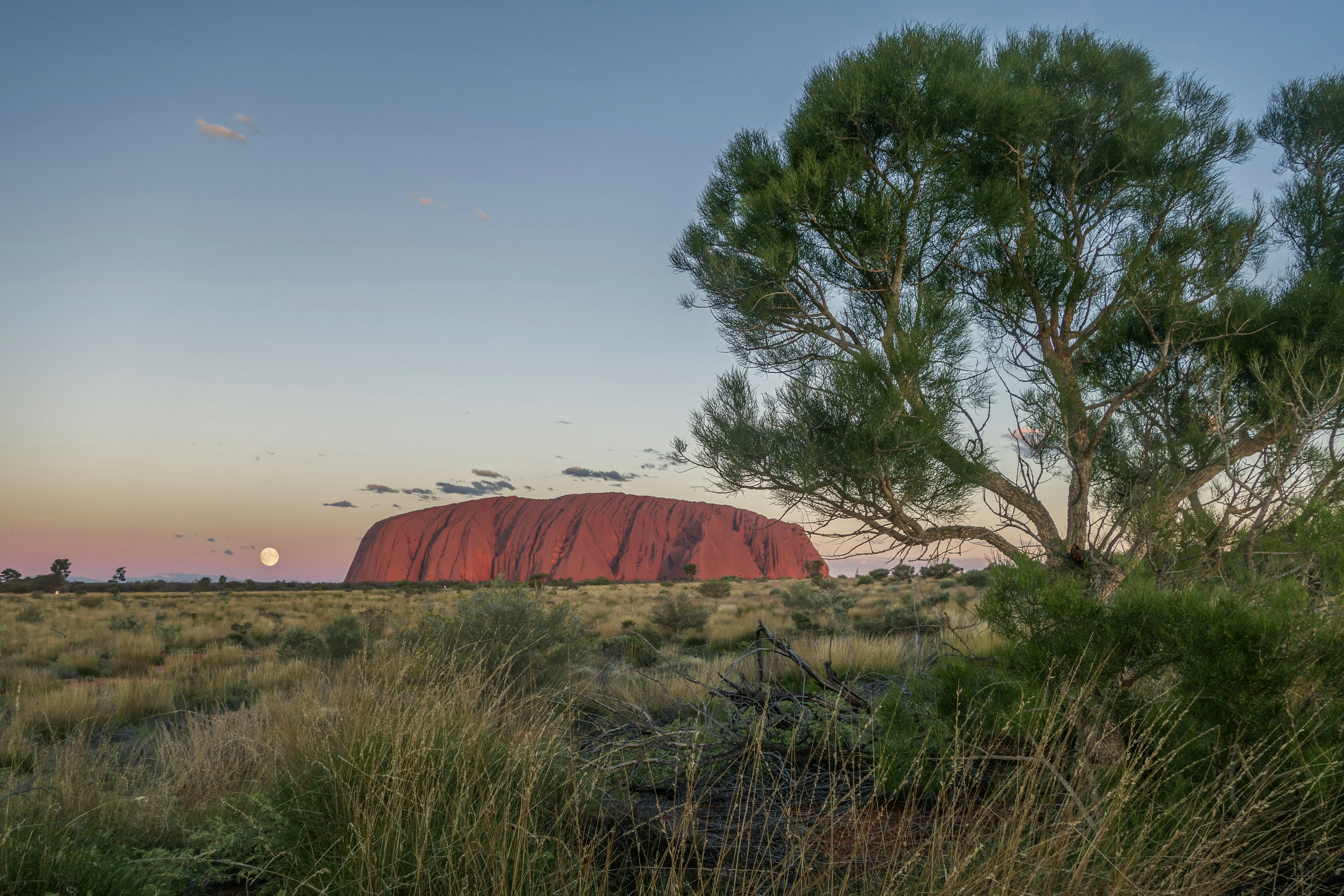 Twilight Over Uluru: A Lone Tree and Sacred Monolith