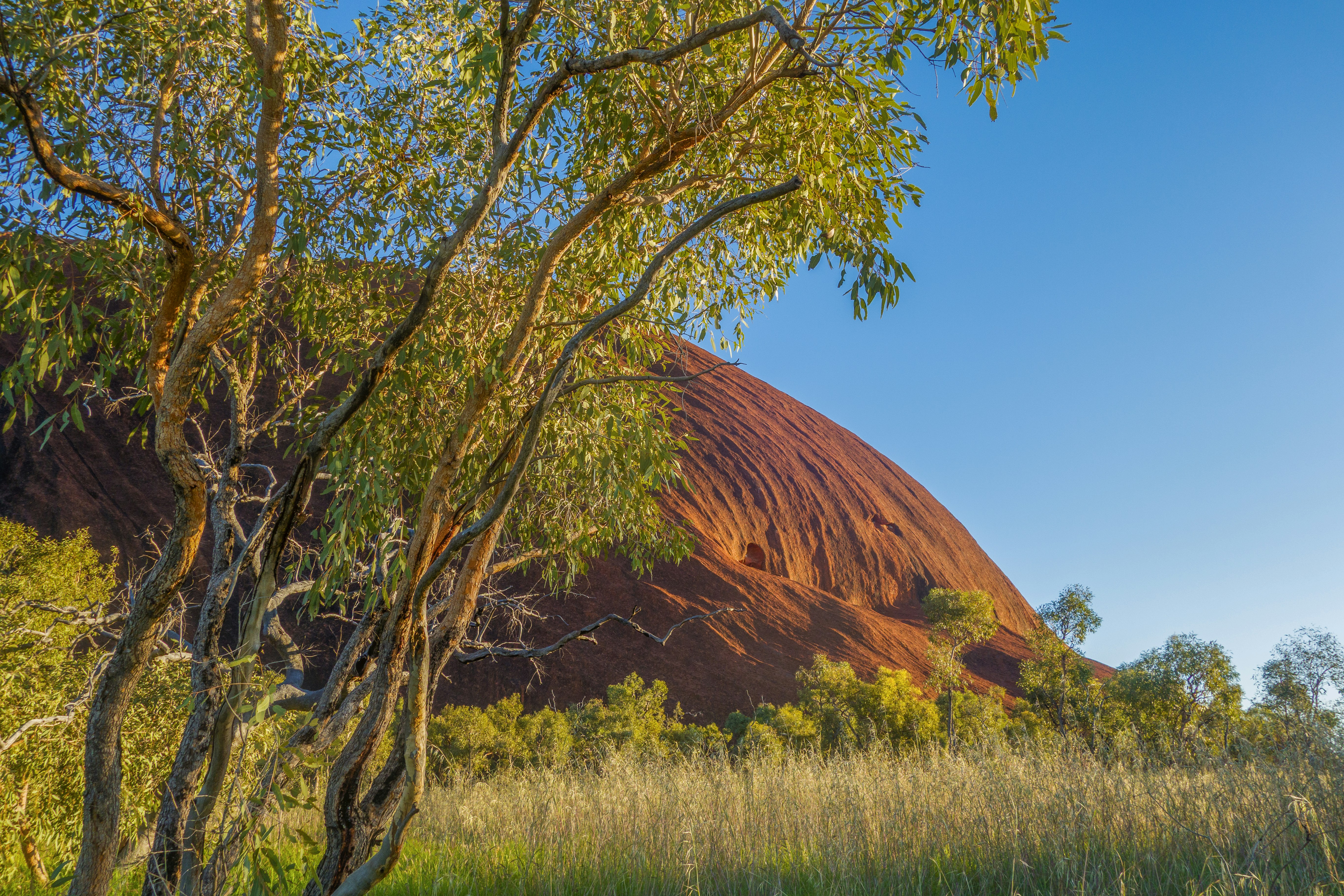 Red Dome Horizon: Trees Framing Uluru-like Rock