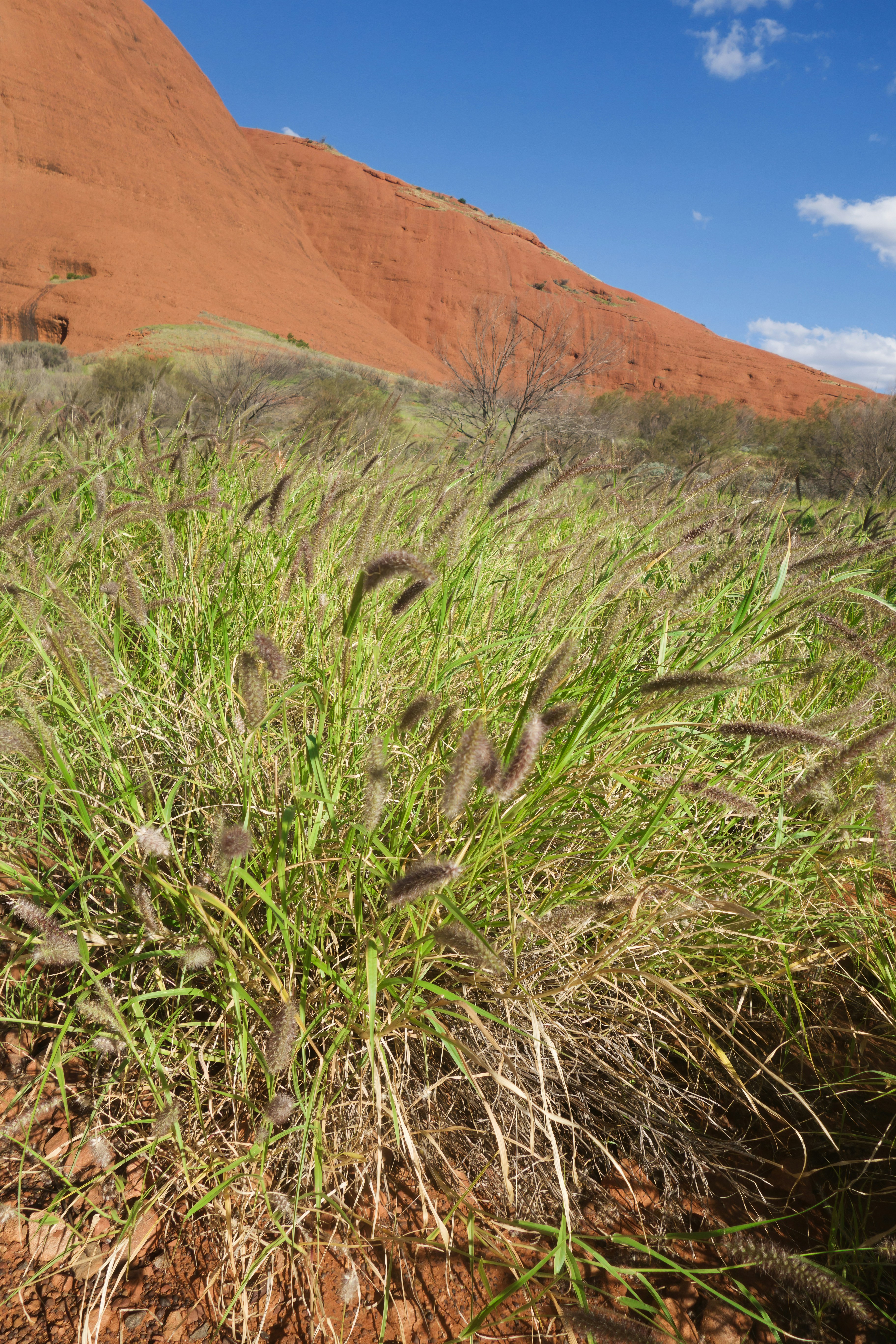 Desert Grassfield Beneath a Crimson Cliff
