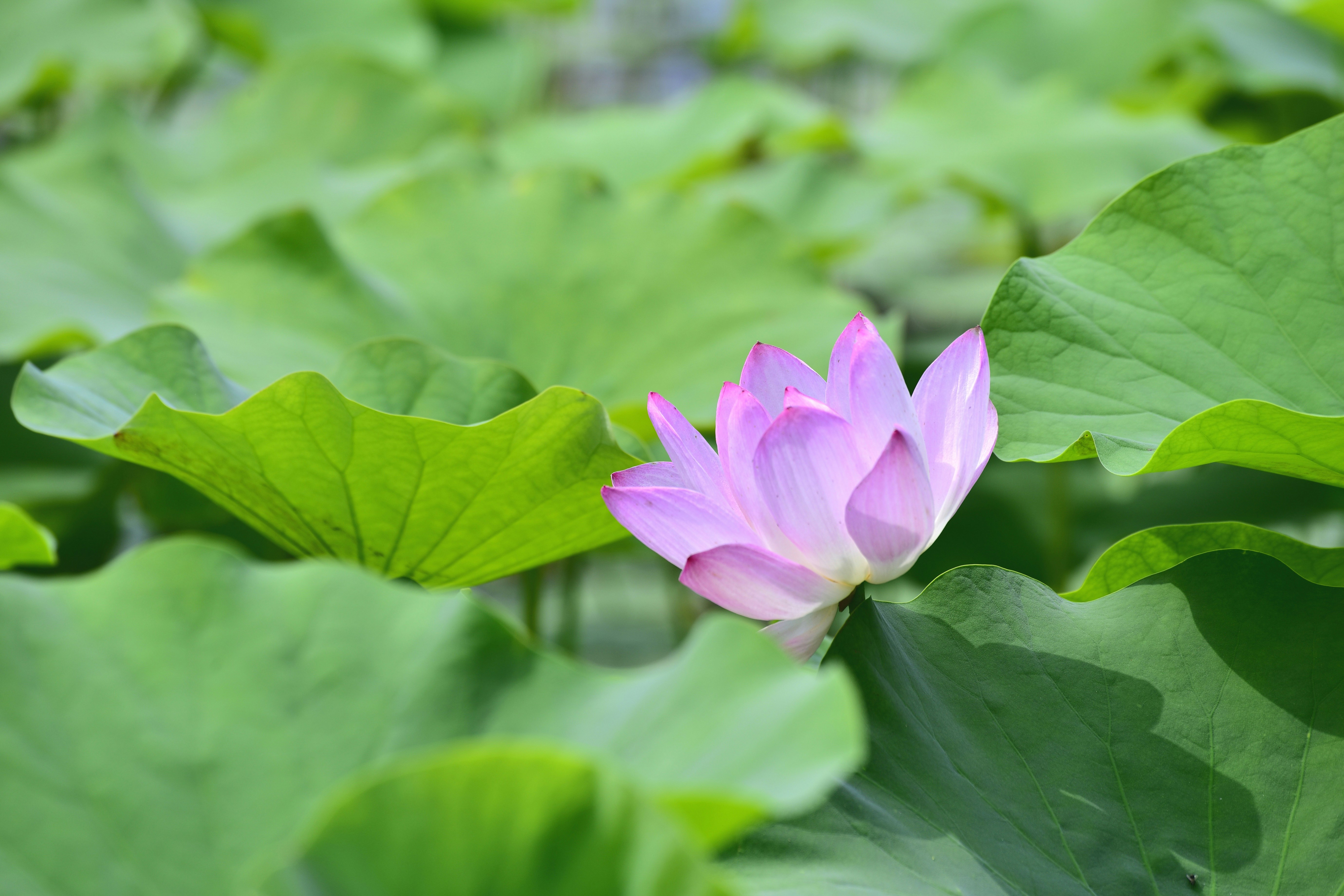 A beautiful pink lotus flower surrounded by green leaves.