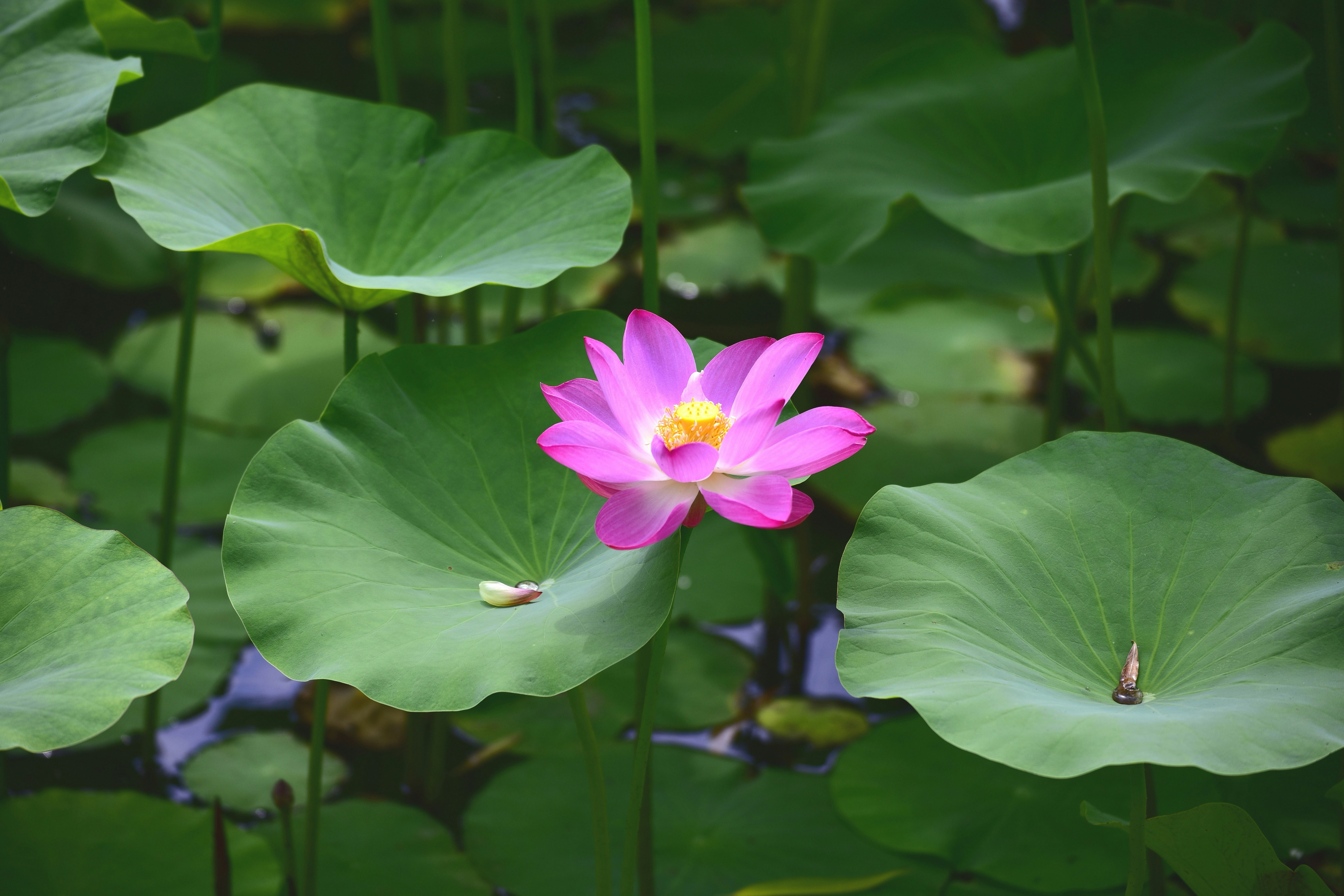 Pink Lotus Bloom Amid Green Canvases