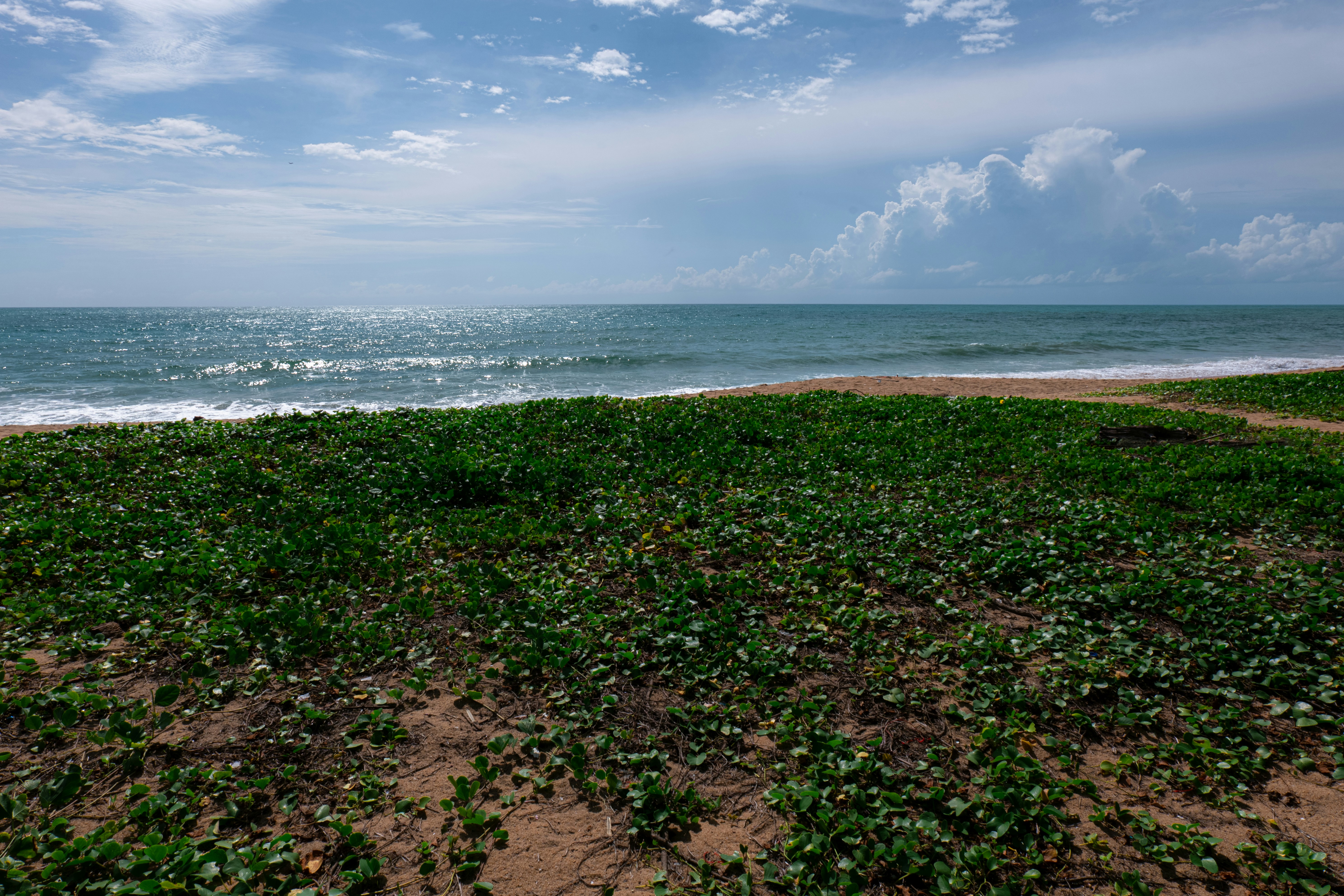 Emerald Dunes Meet the Sea: Seaweed Field at the Edge of Light