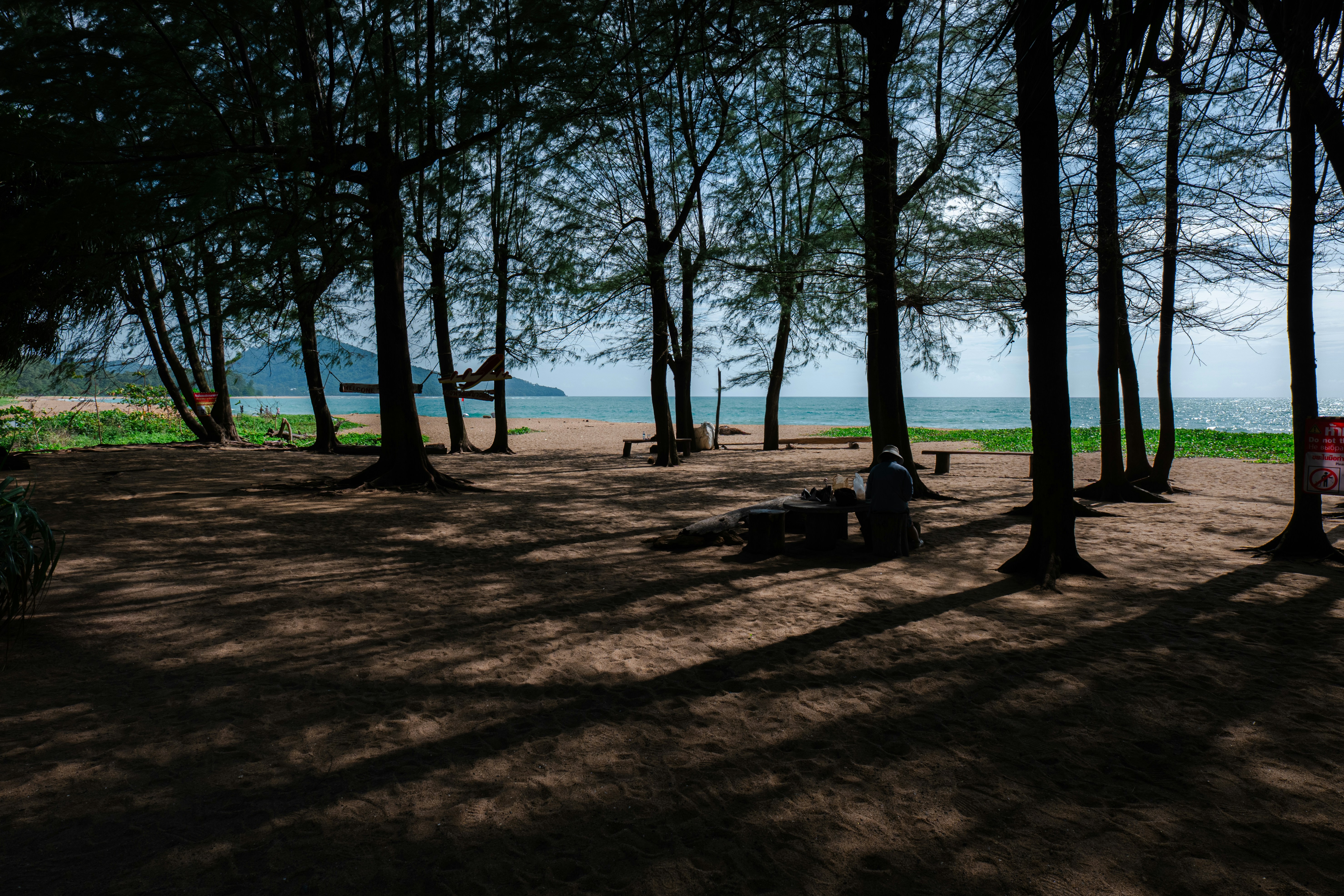 Shaded shoreline beneath a pine canopy overlooking a sunlit sea