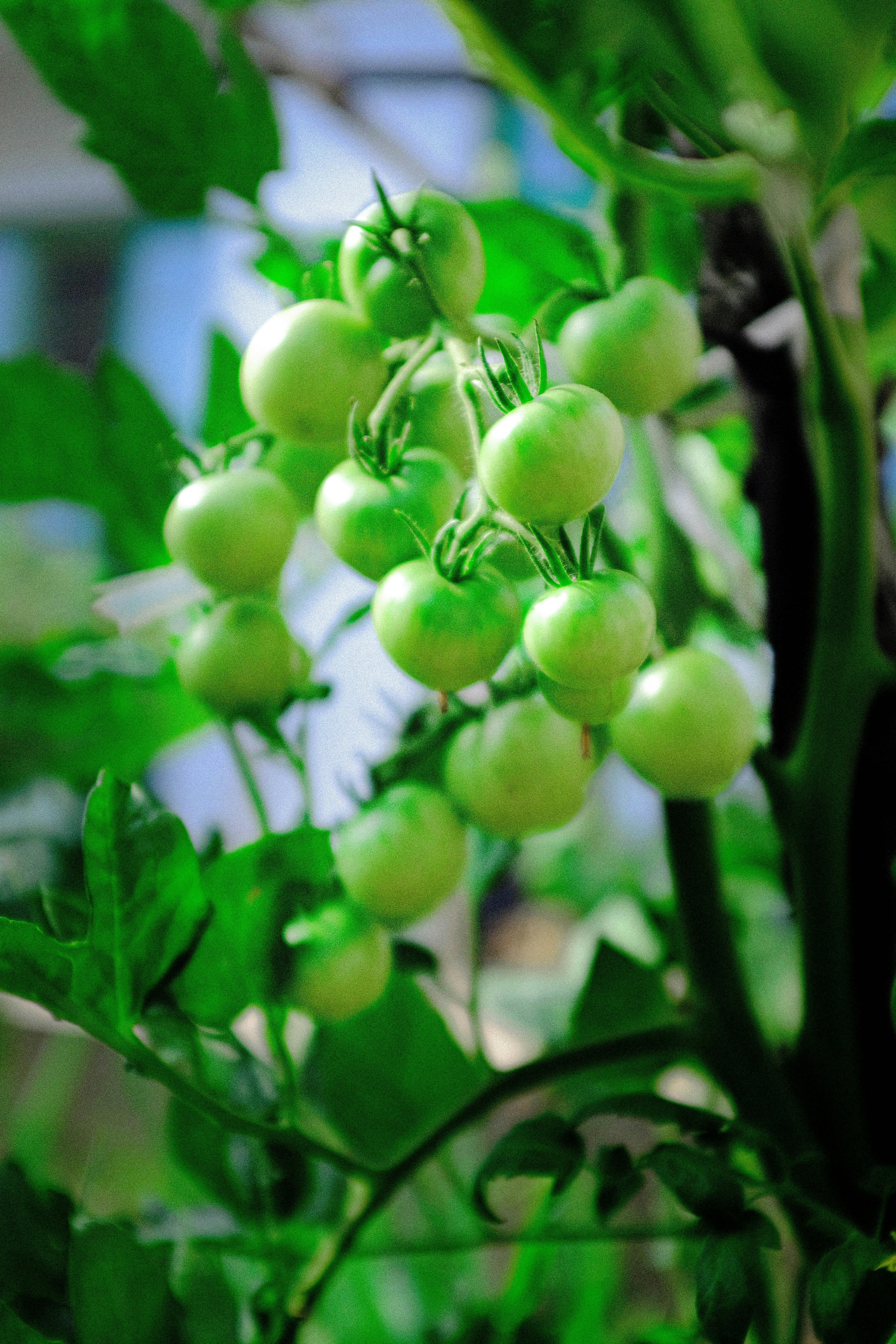 Cluster of Green Grapes on Vines: Freshness in Green Light