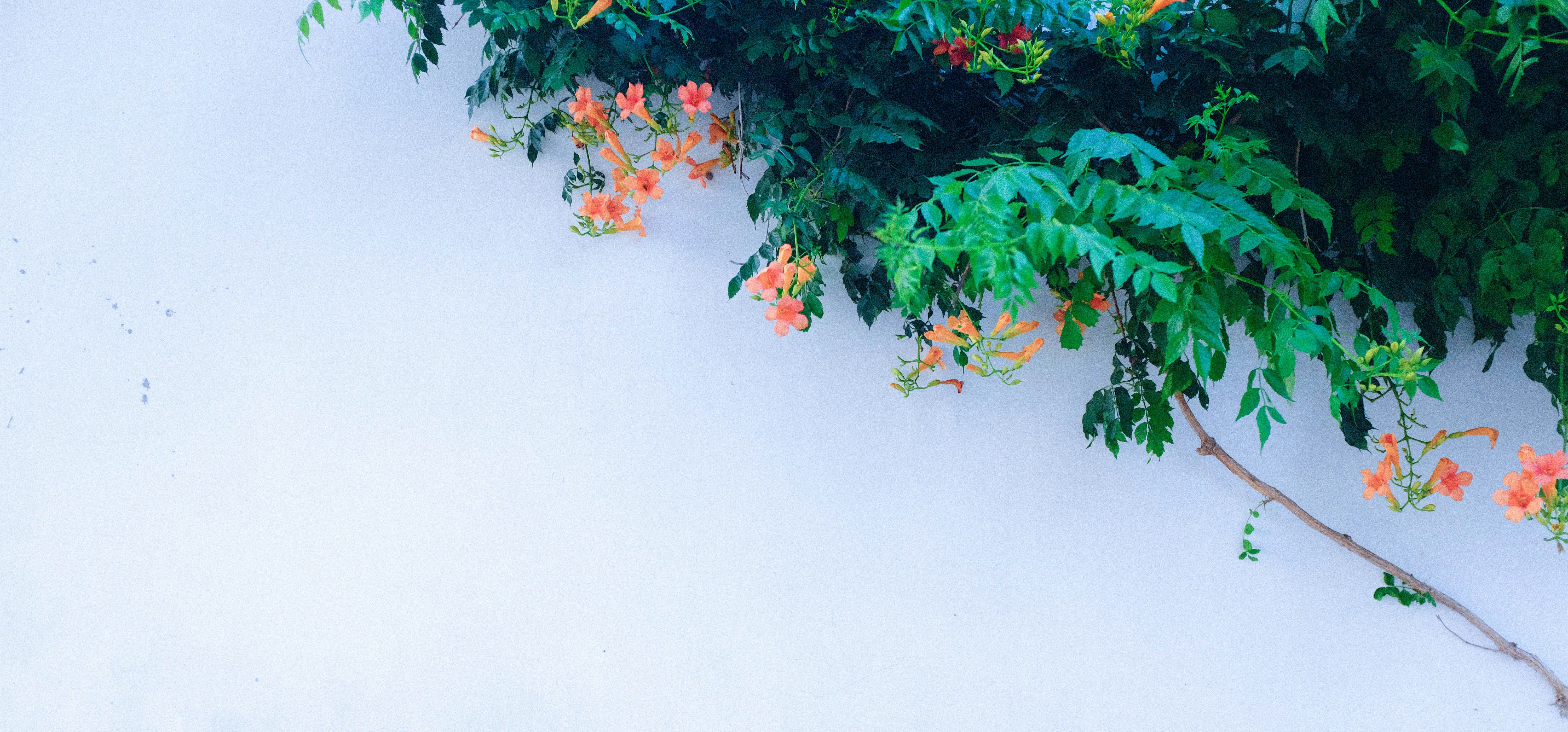 Ivy Fragments on a Sunlit White Wall
