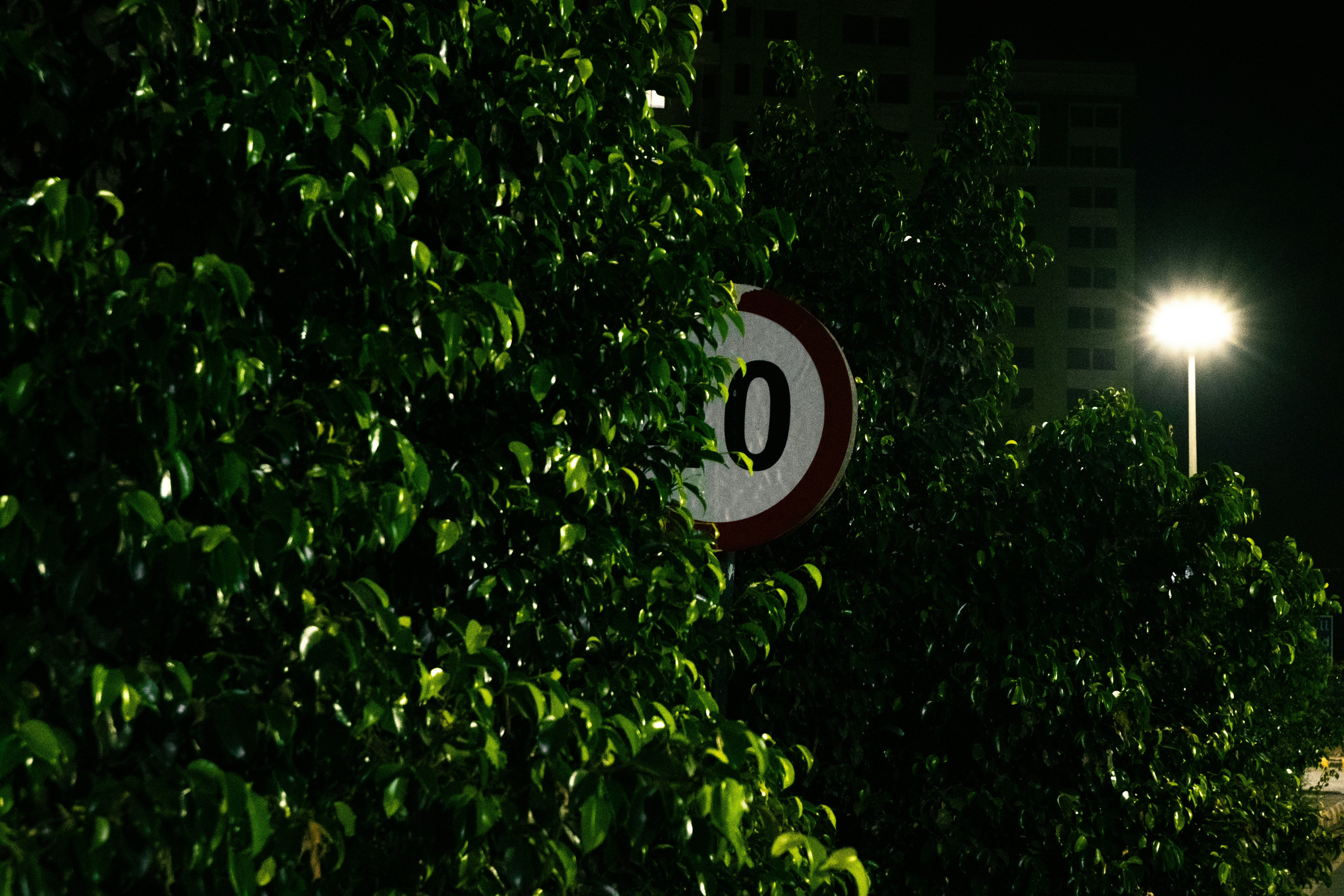 Speed Limit Sign Hidden in Green Trees at Night