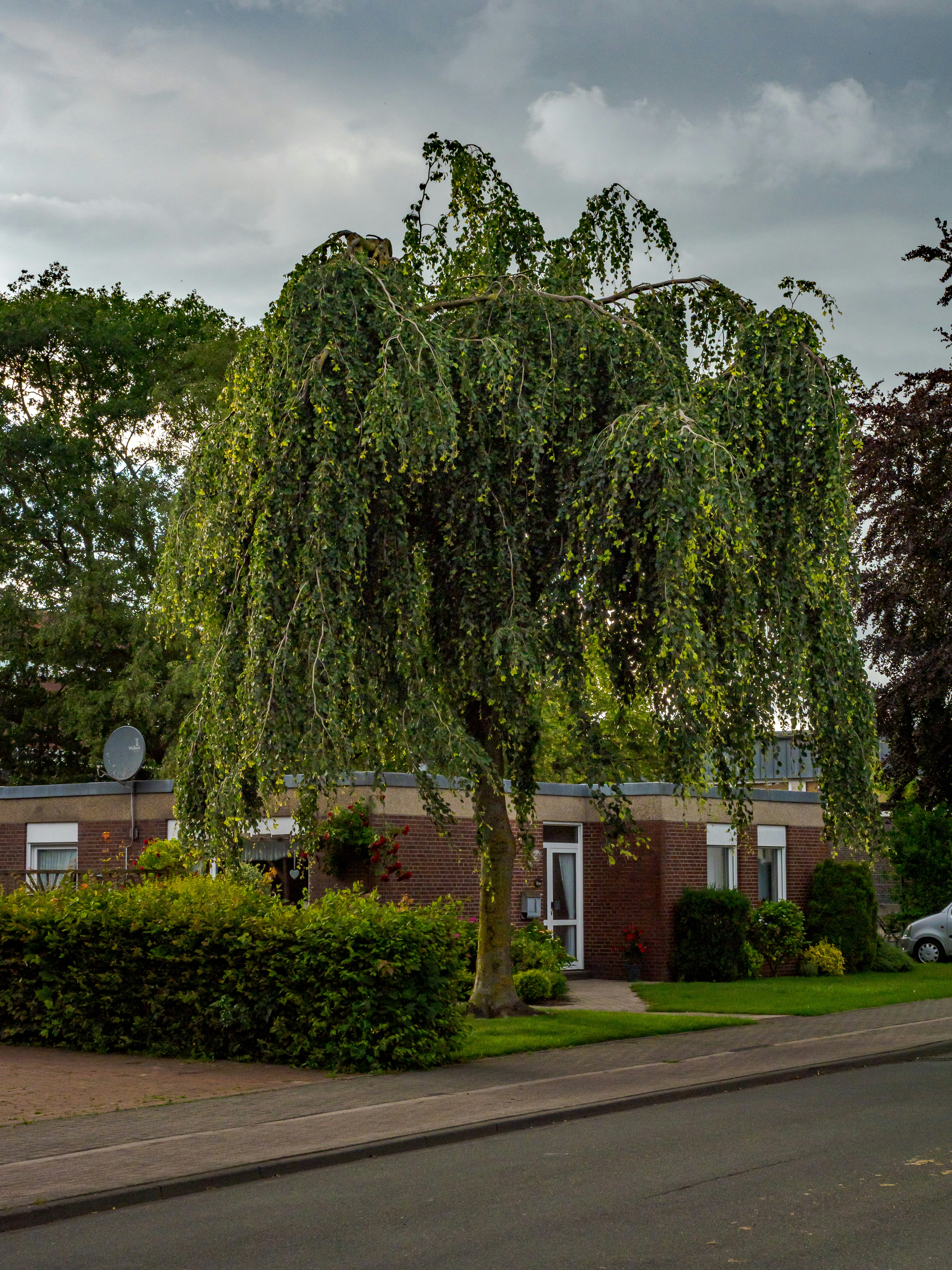 Weeping Willow Over a Quiet Suburban Street