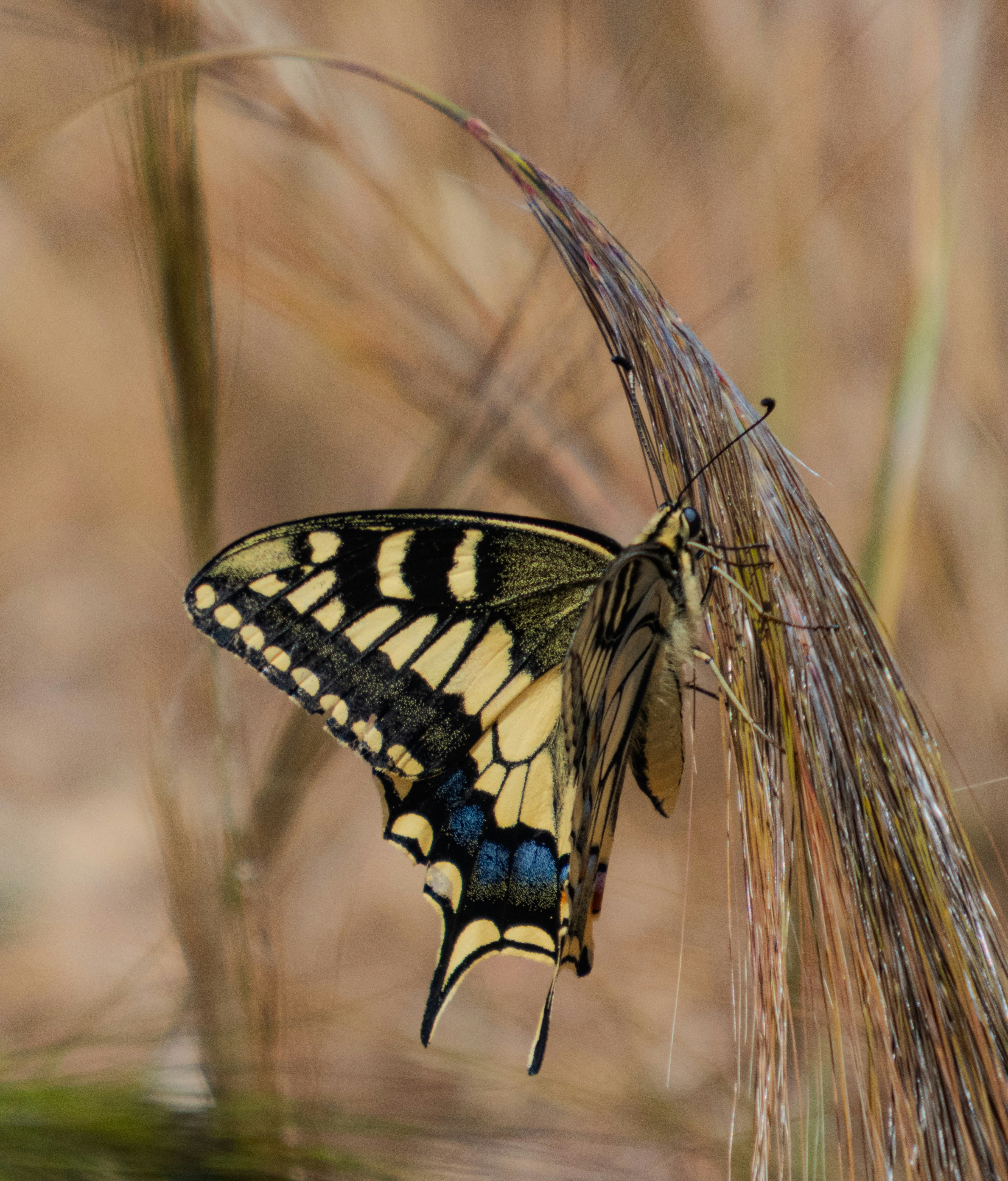 Butterfly on a Wind-Kissed Reed