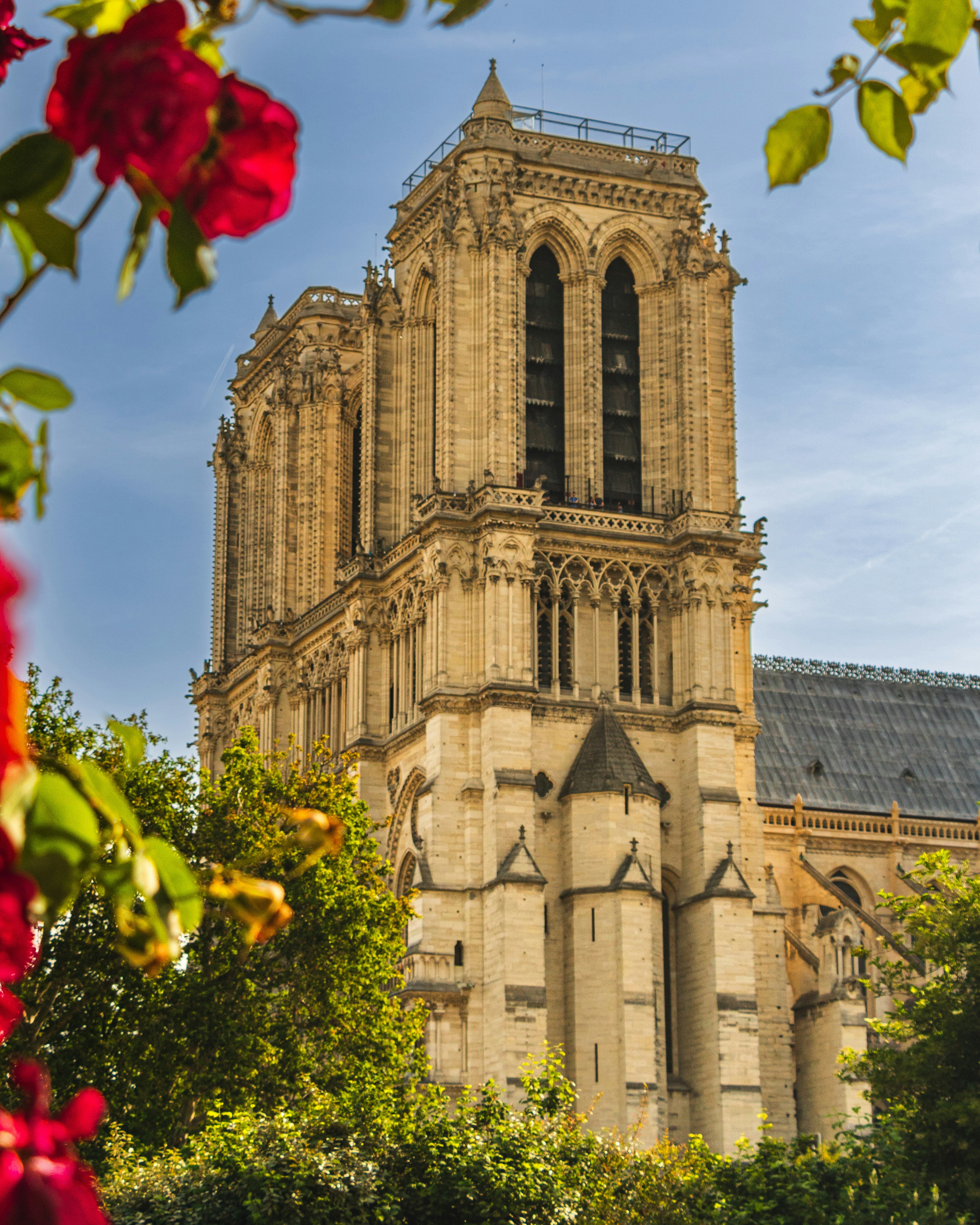 Towering Notre Dame: Sunlit Facade Emerges Through Framed Bloom