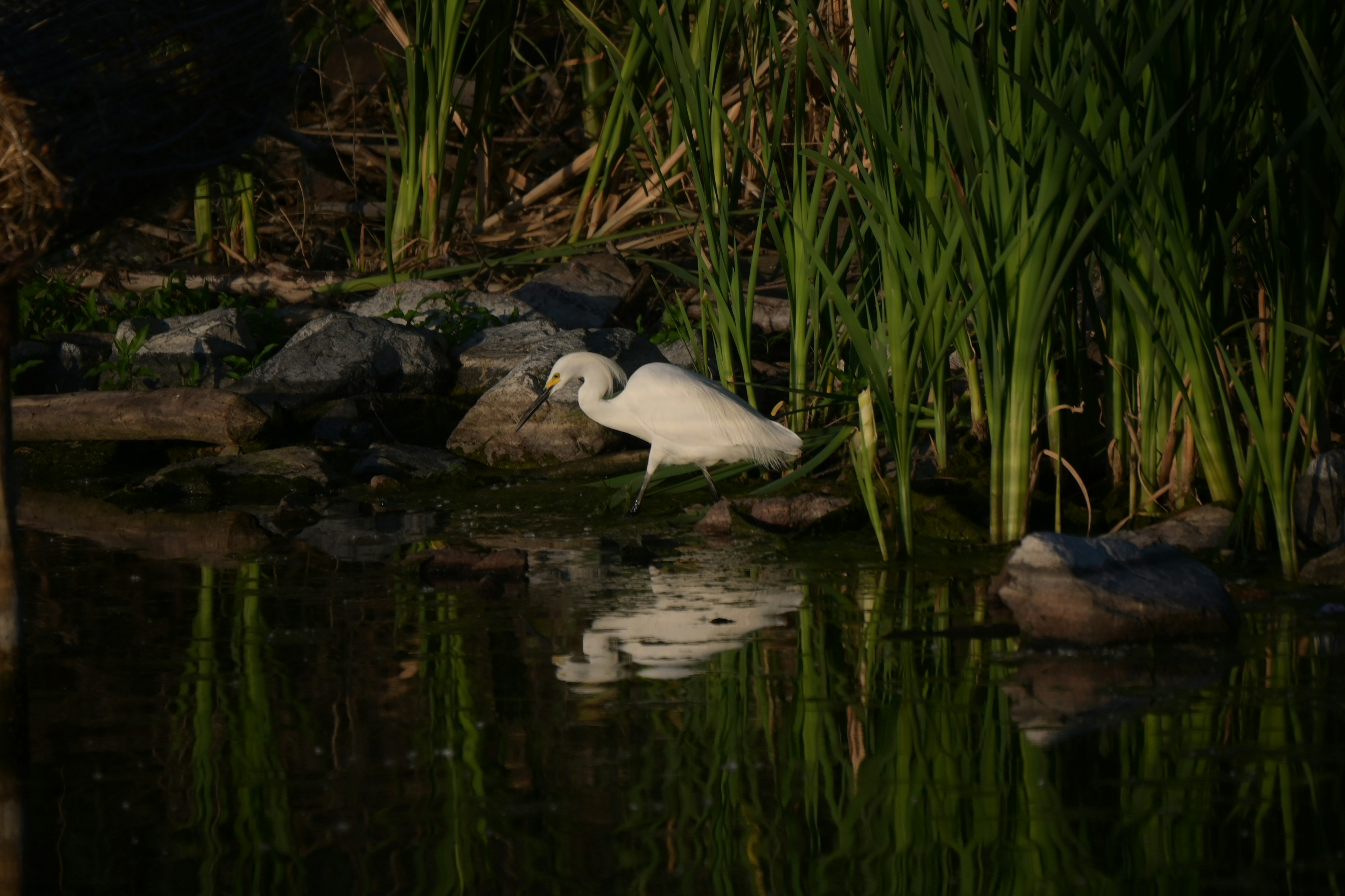 White egret at the edge of a quiet waterway