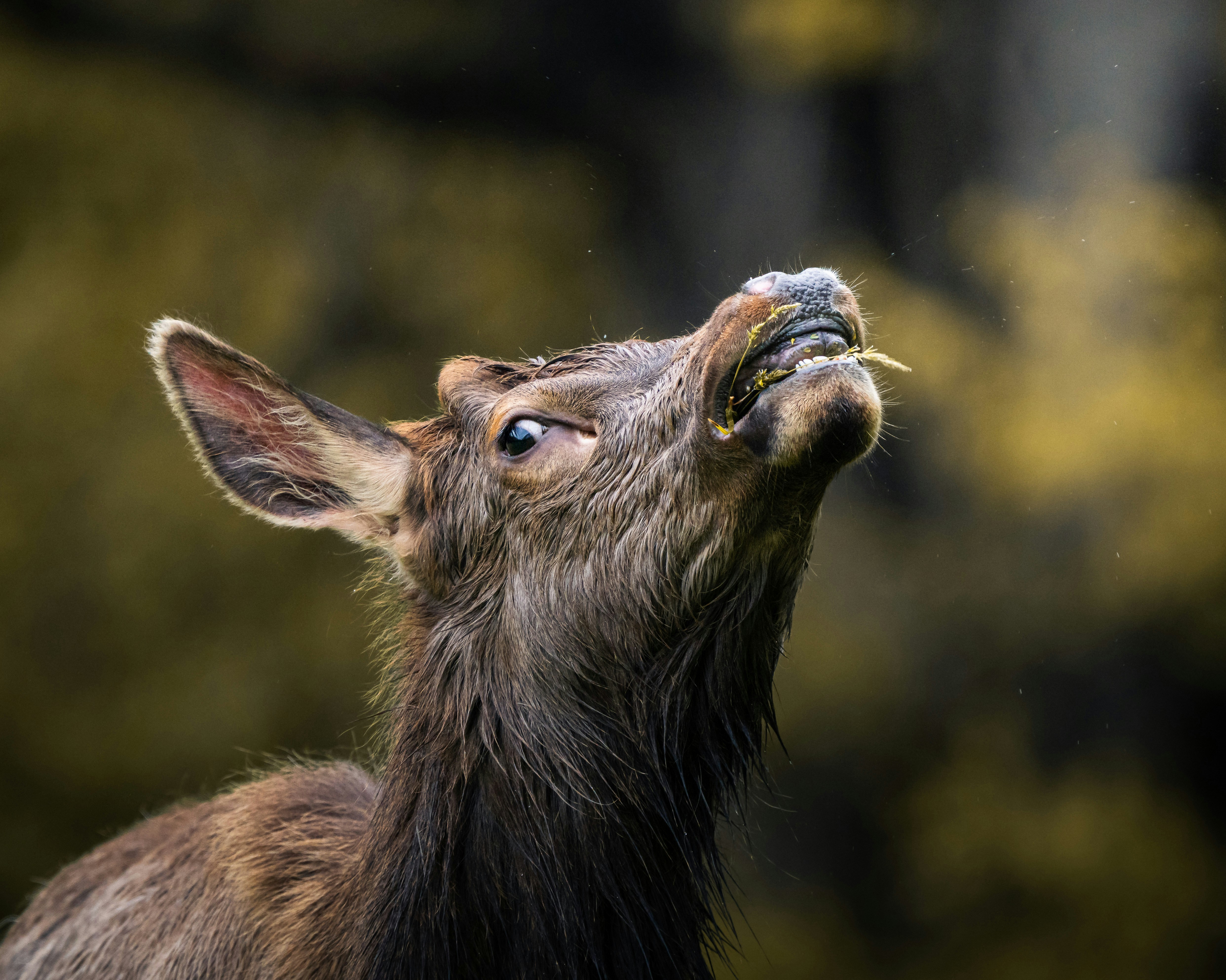 A quiet moment in the wild. Caught mid-bite, this young deer pauses just long enough to reveal a glimpse of personality behind the cautious eyes.