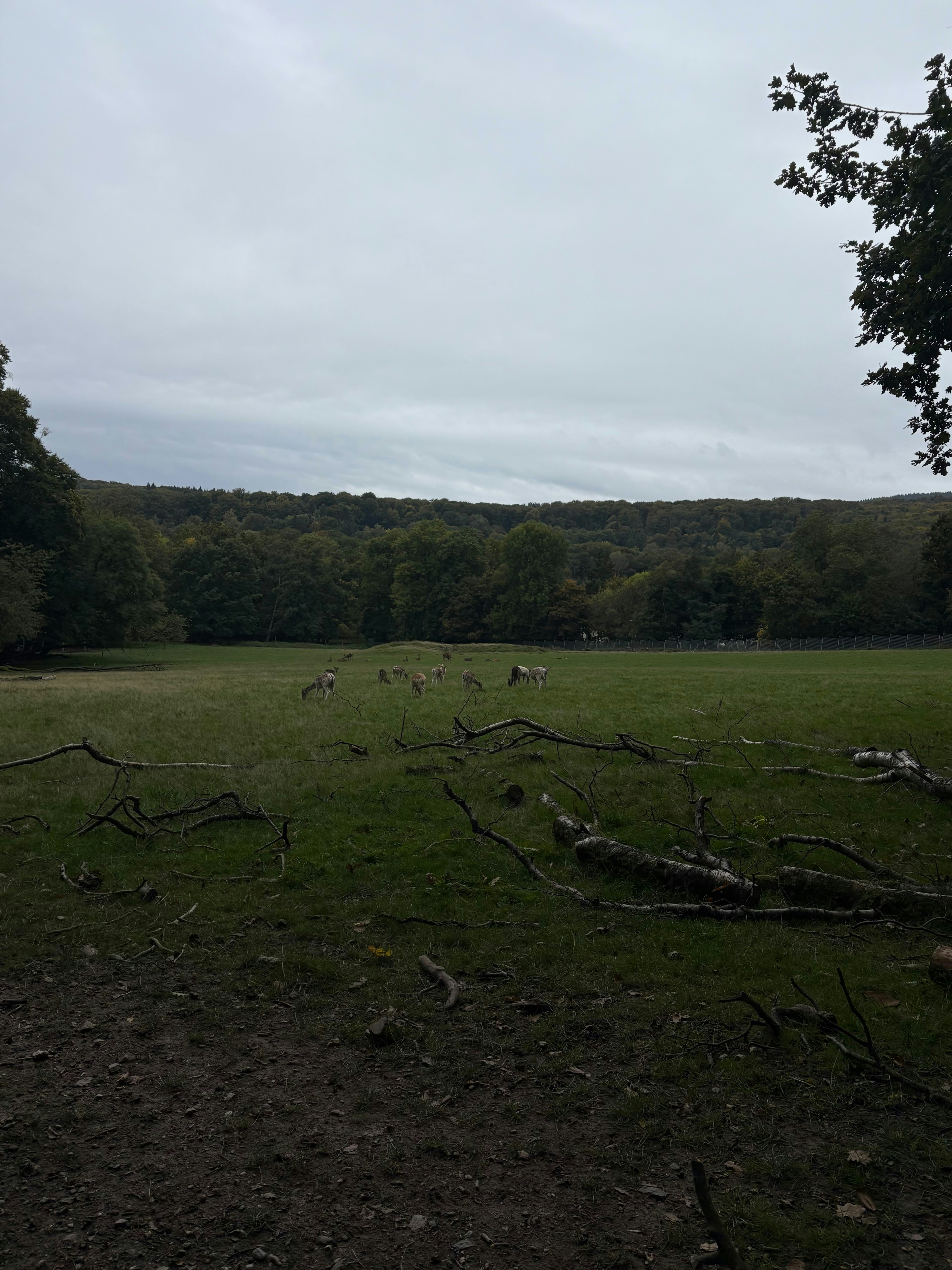 Cattle in a Misty Clearing Beneath Autumn Woods