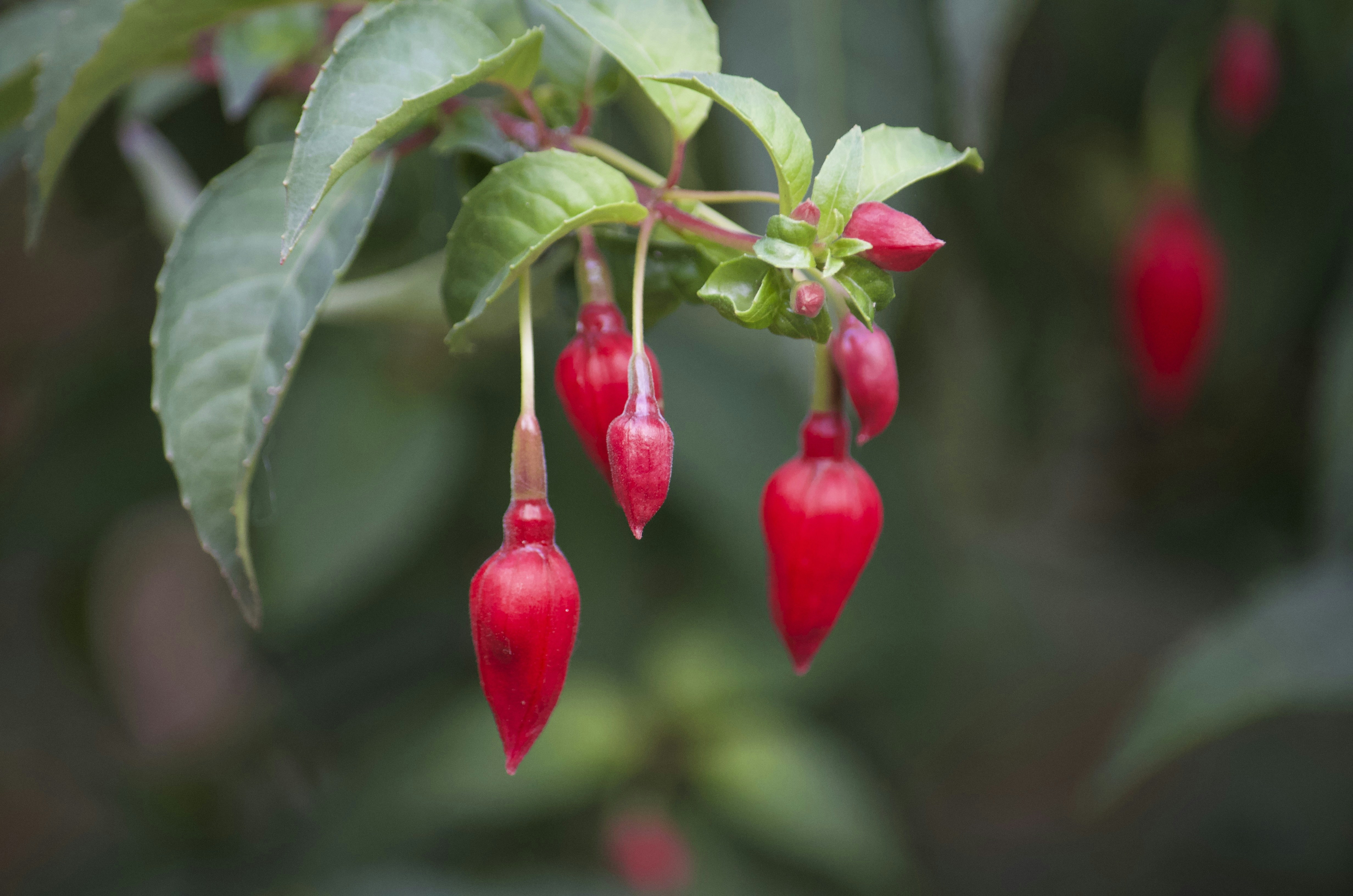Scarlet pendant bells: a cluster of red fuchsia-like blossoms