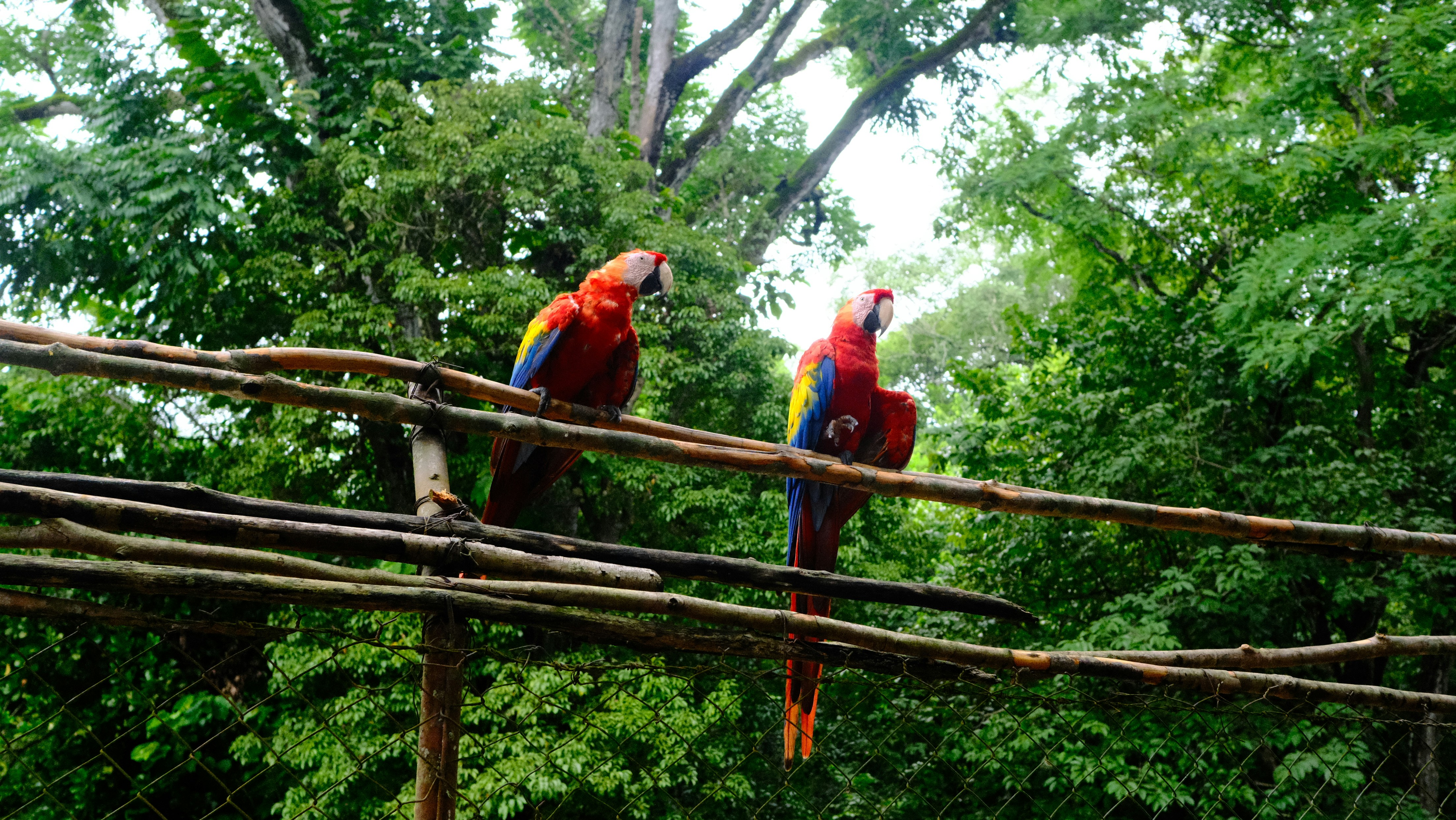 Colorful Macaws Perched on Timber Rail Overlush Canopy