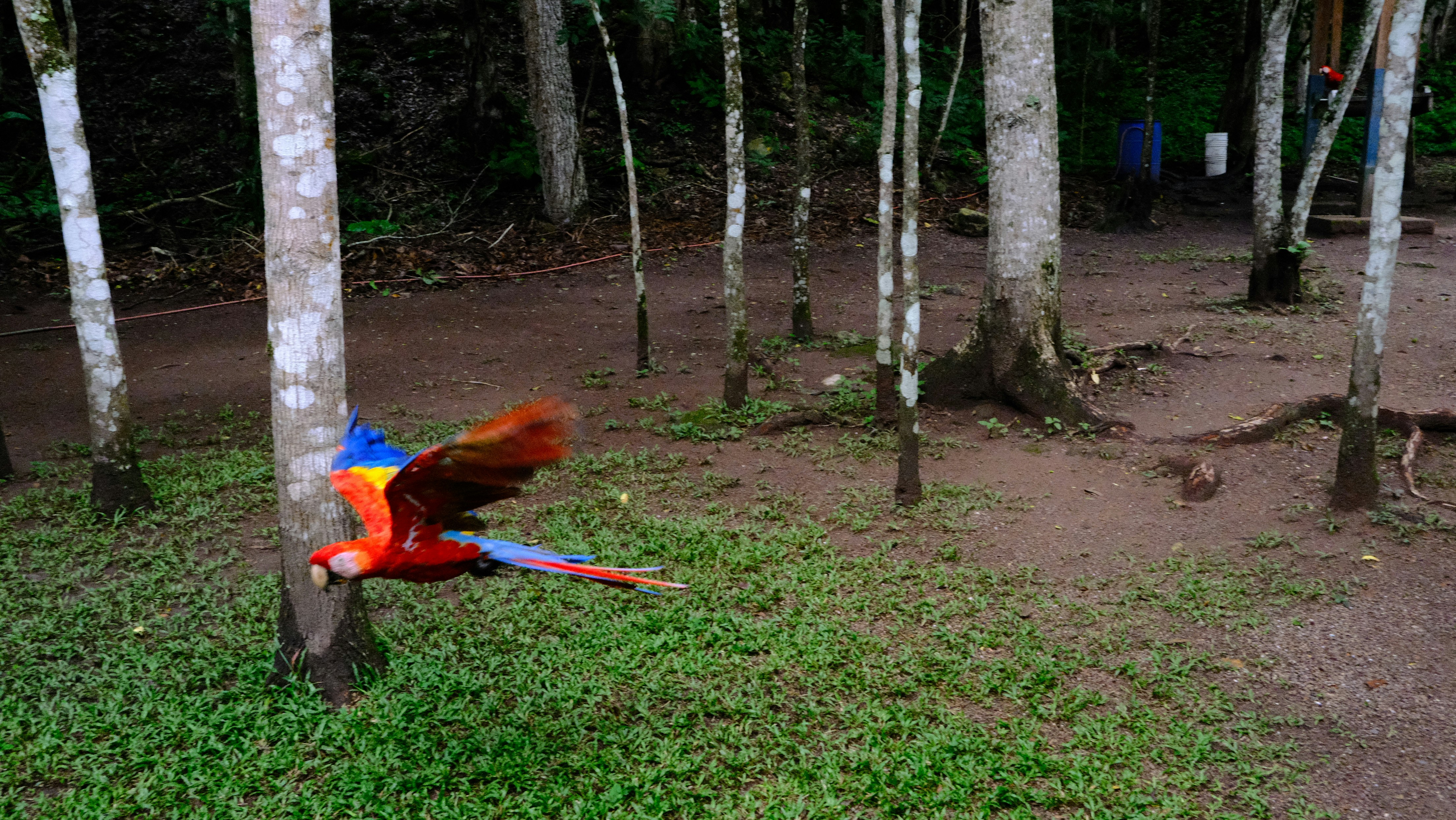 Colorful Macaw in Park: a Burst of Flight Against a Quiet Forest Edge