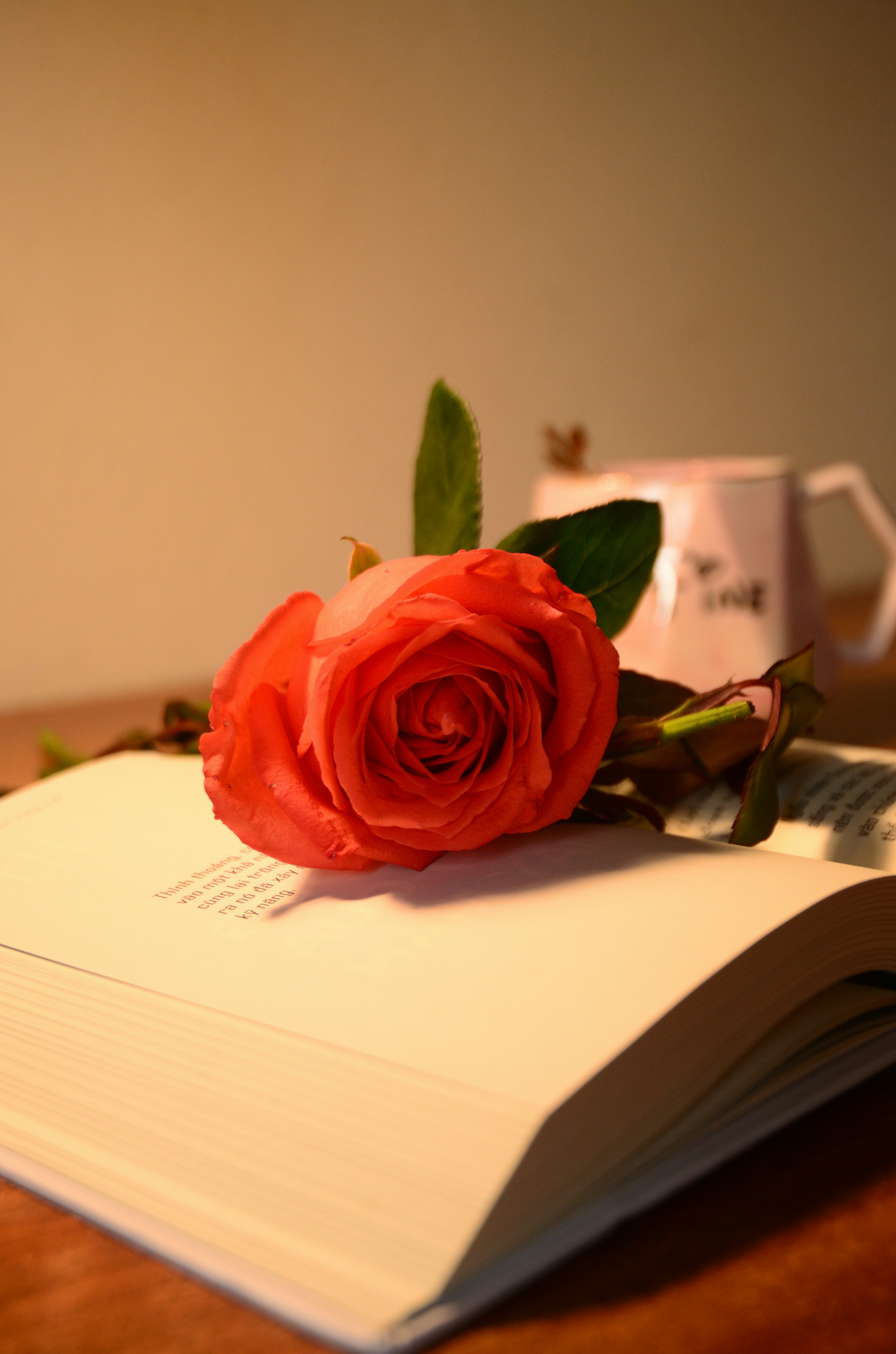 Red rose on an open book with a blurred mug.