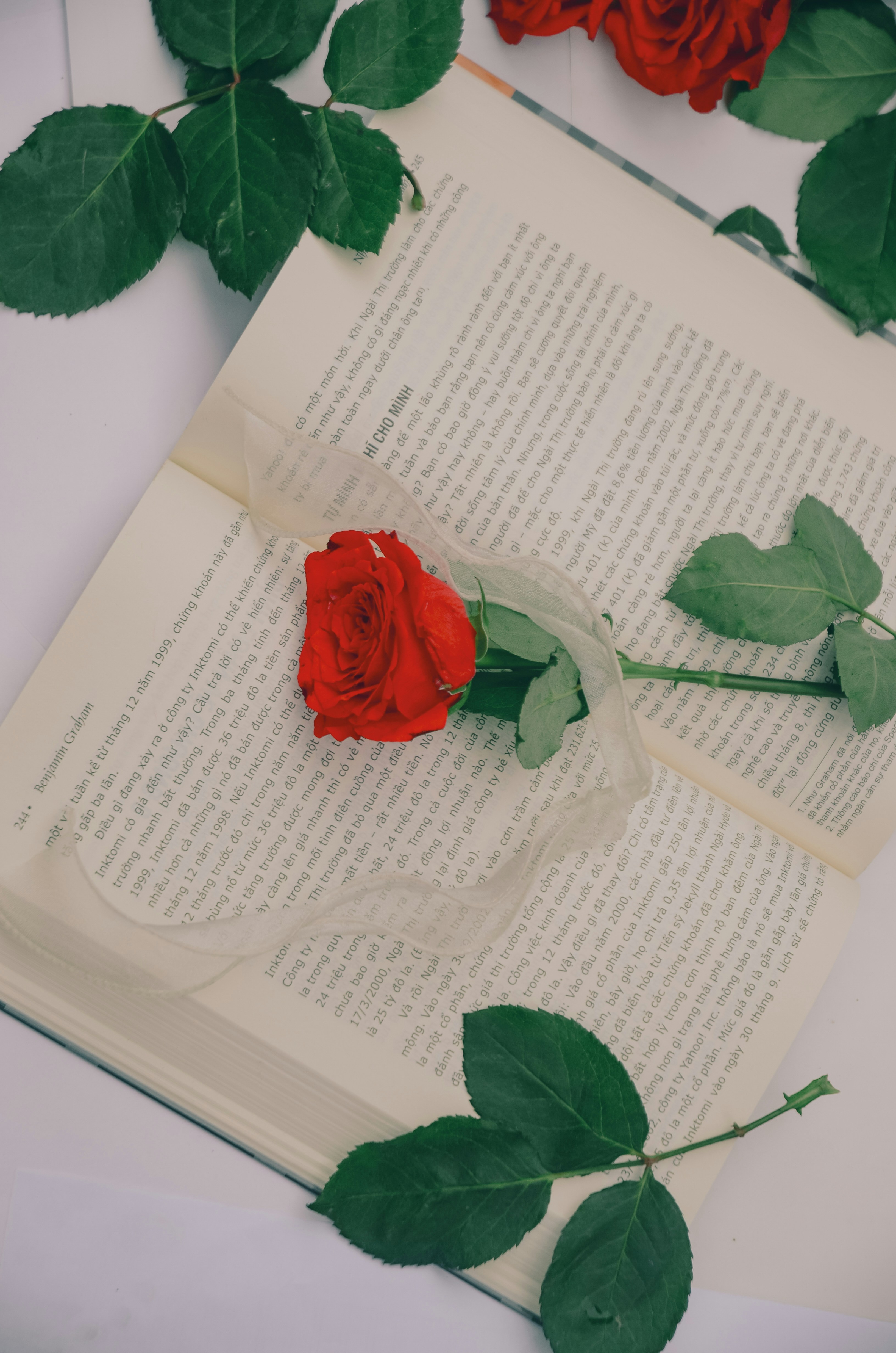Red Rose on Open Pages: A Quiet Moment of Language and Bloom