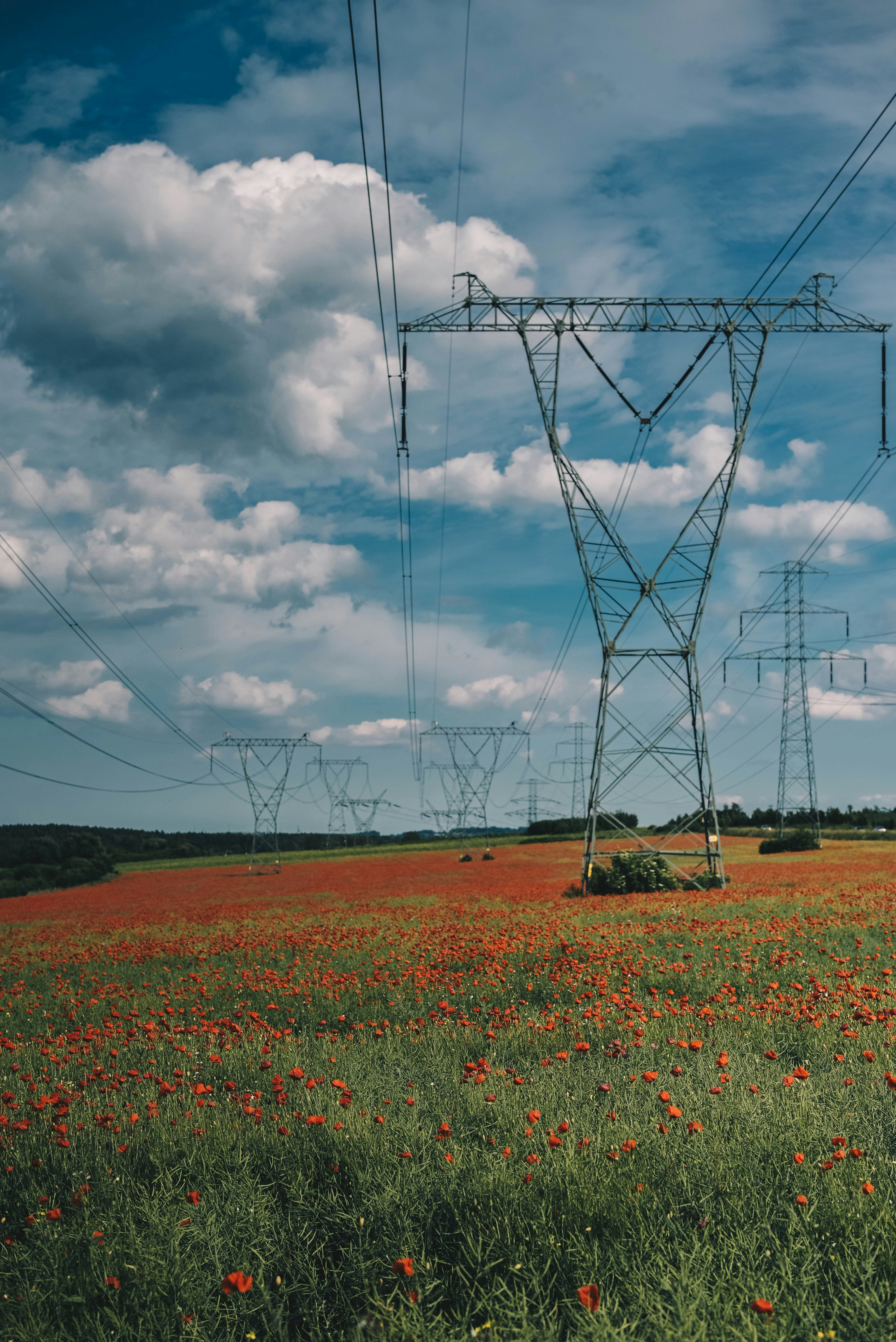 Power lines over a vibrant field of red poppies.