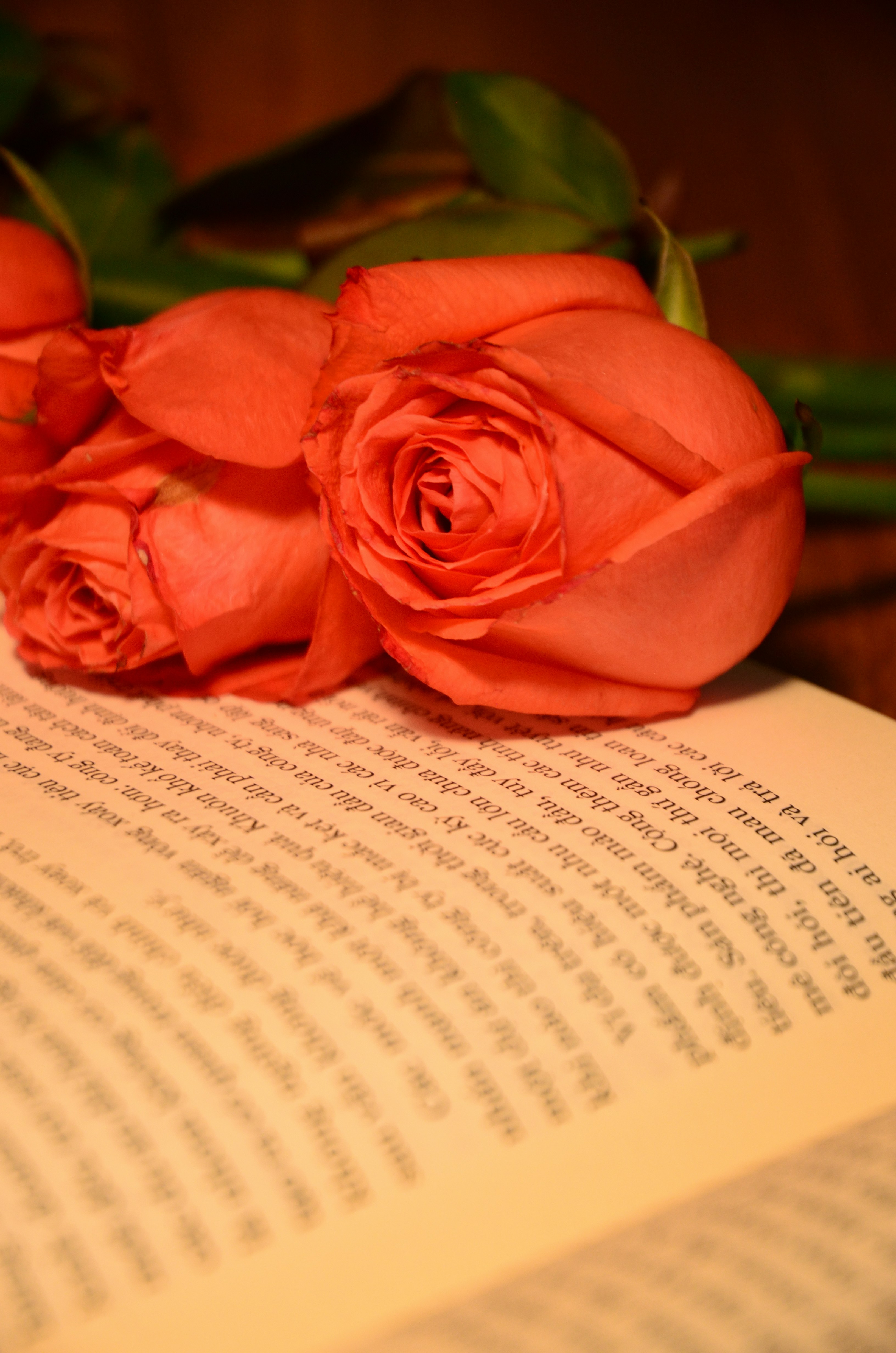 Coral Rose Against Traced Text