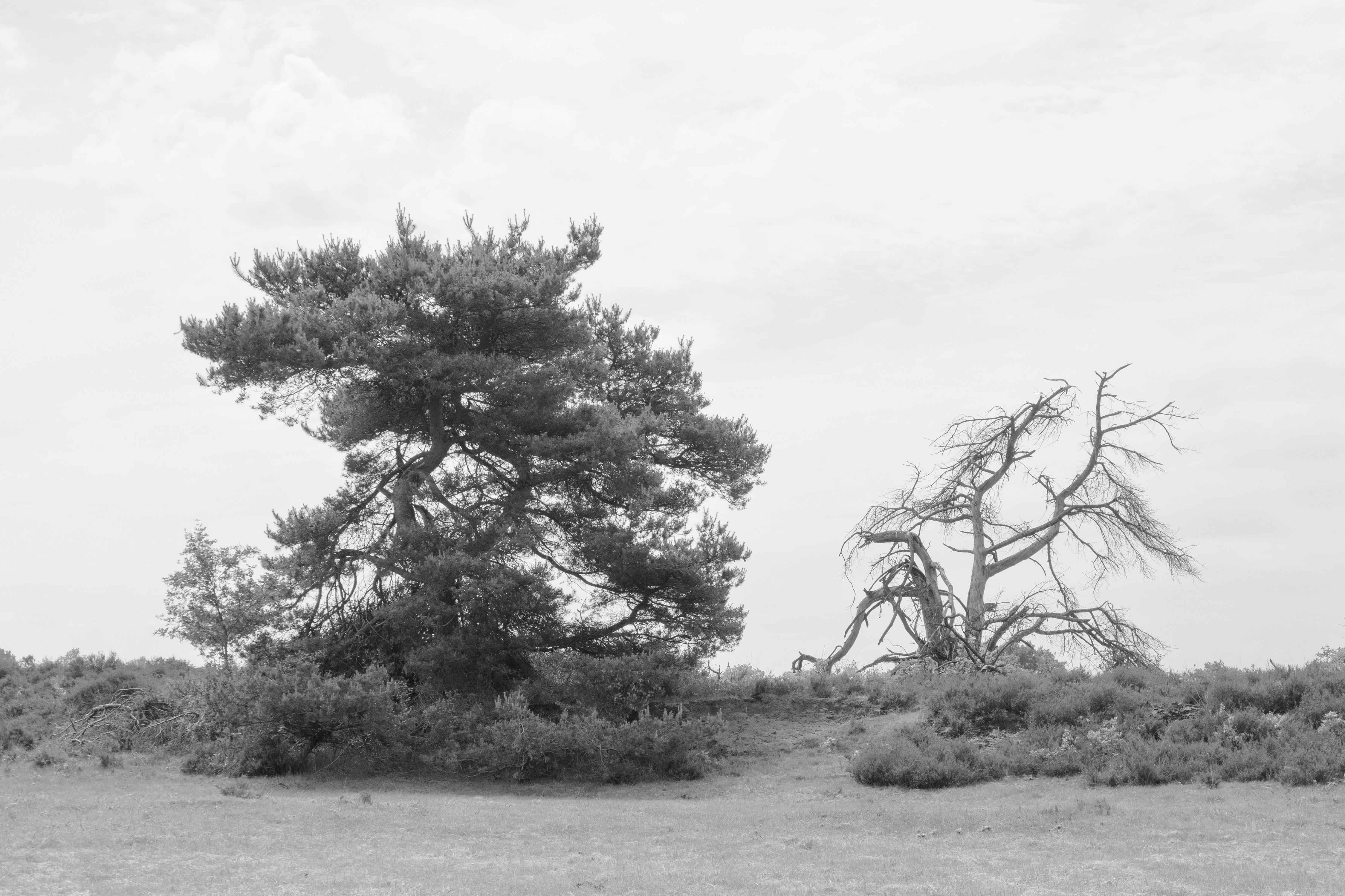 Deserted Trees on a Quiet Moor