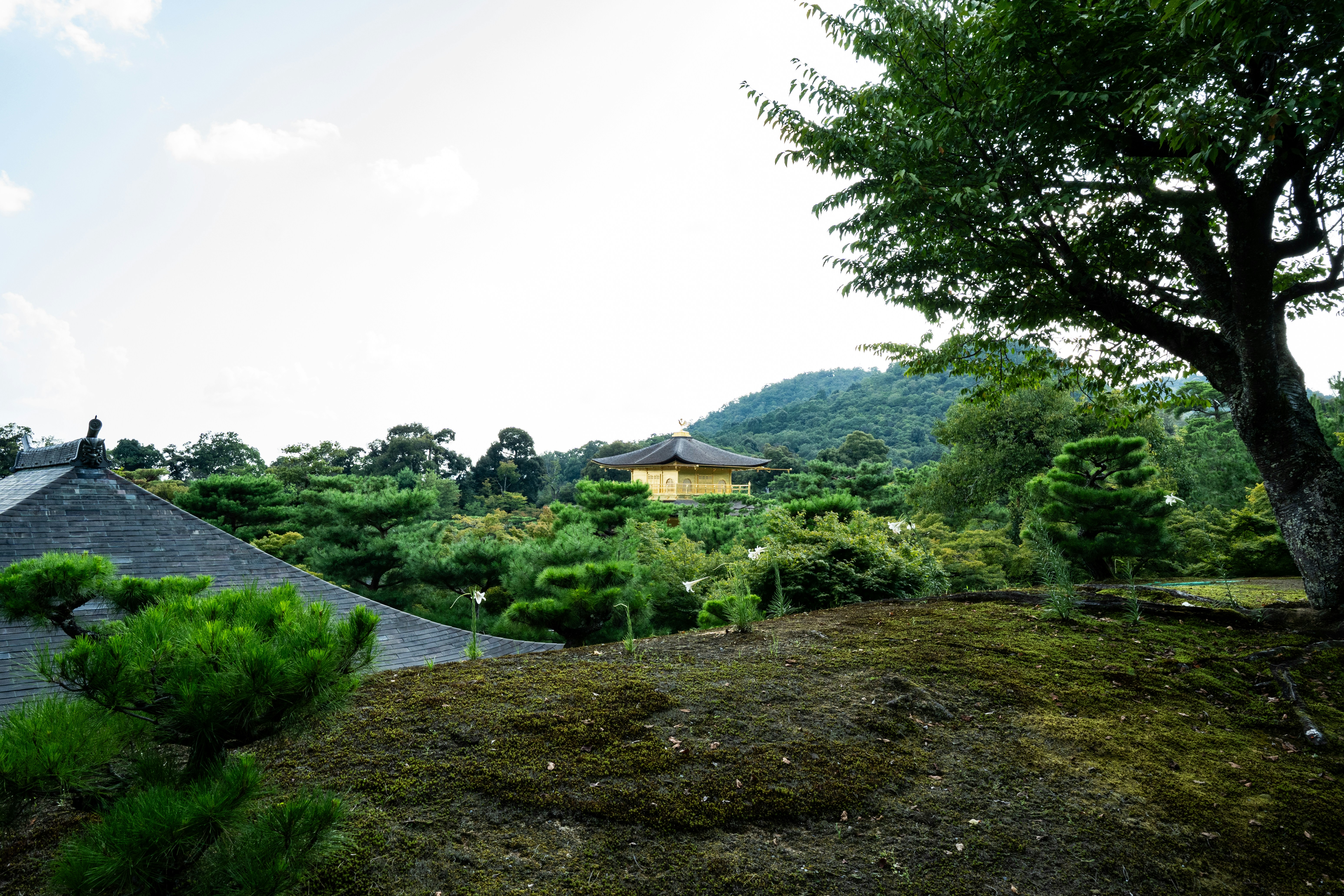 Quiet hillside temple garden under a spreading tree