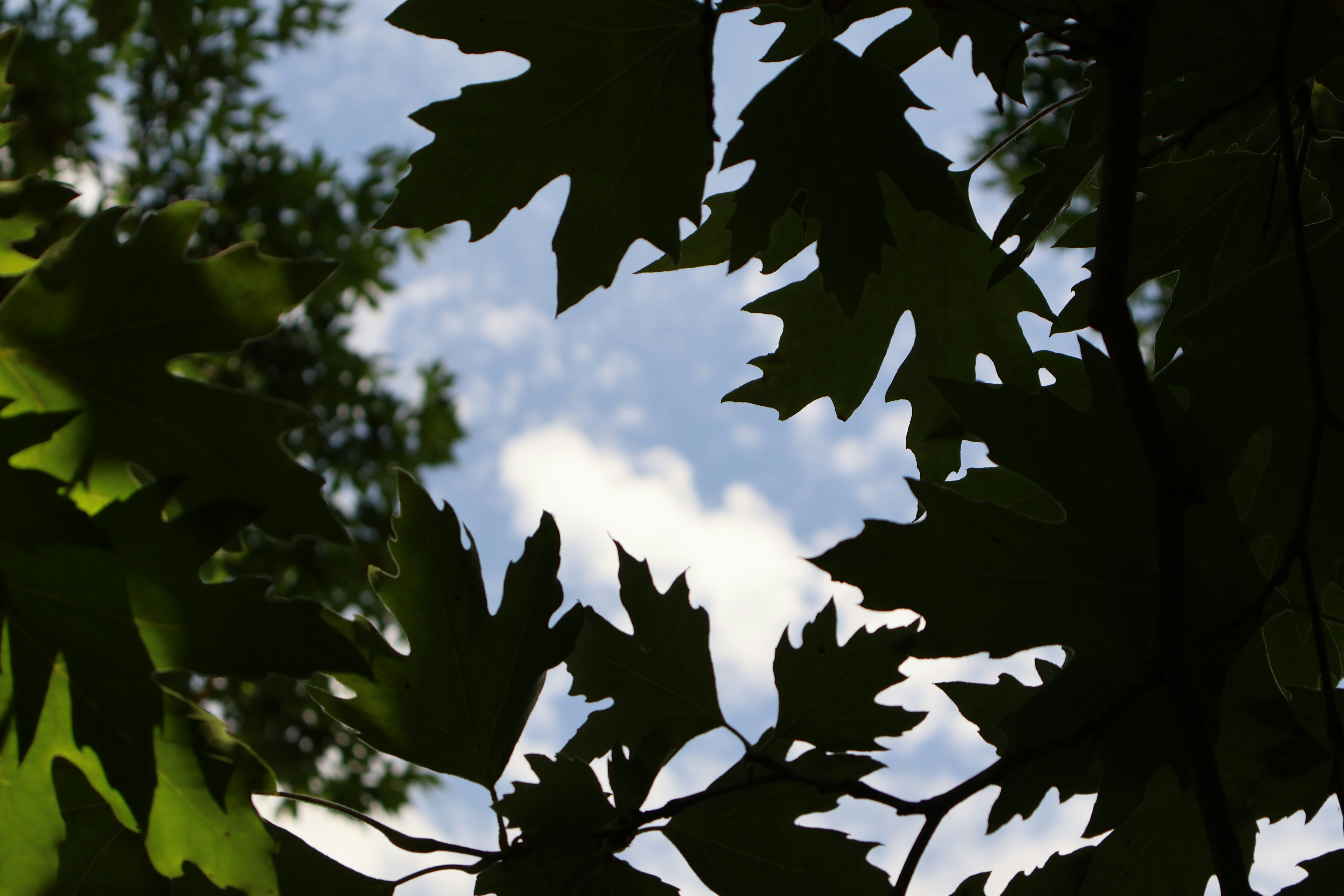 Dark green leaves frame a blue sky with white clouds.