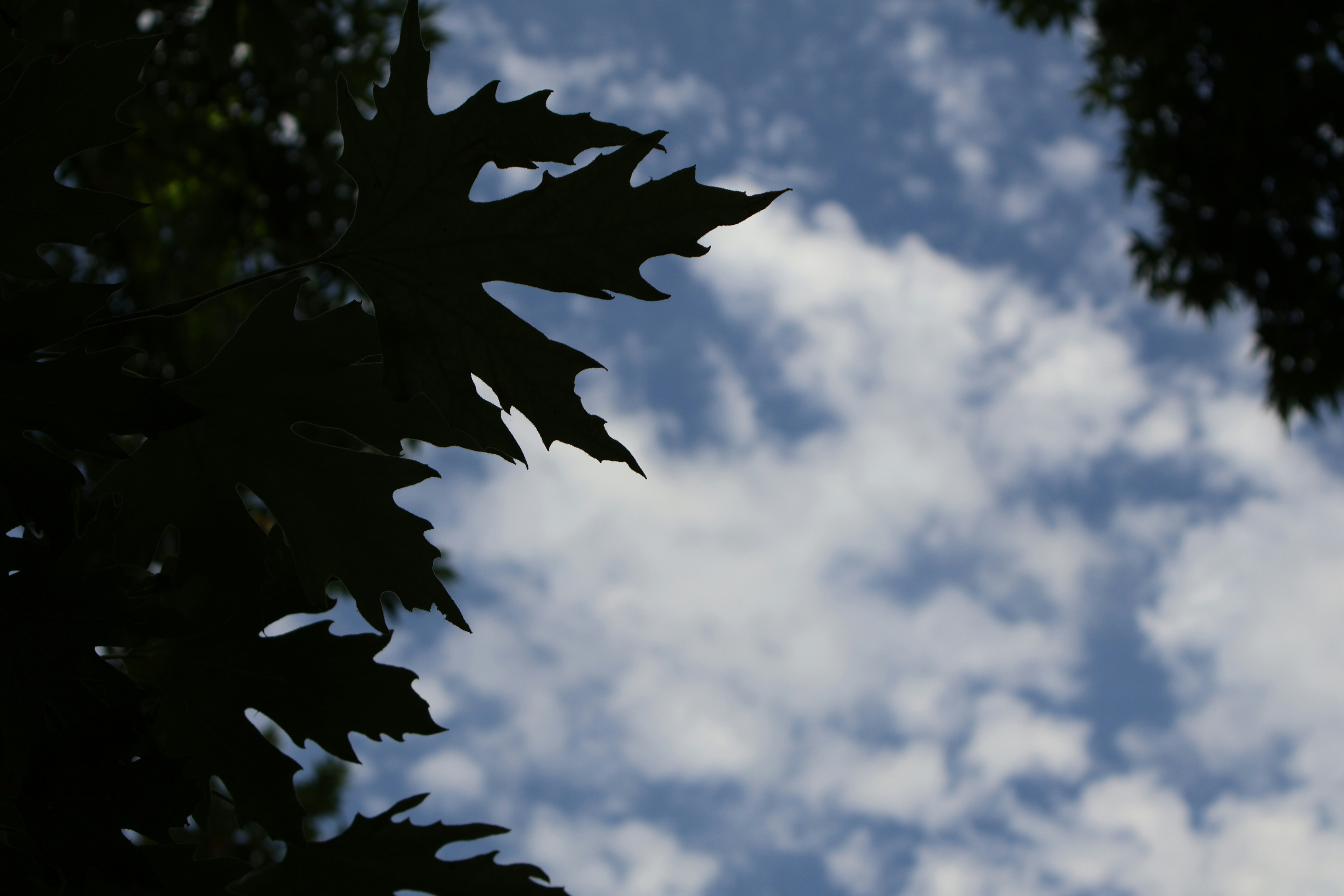 Dark leaves silhouetted against a blue sky with white clouds.